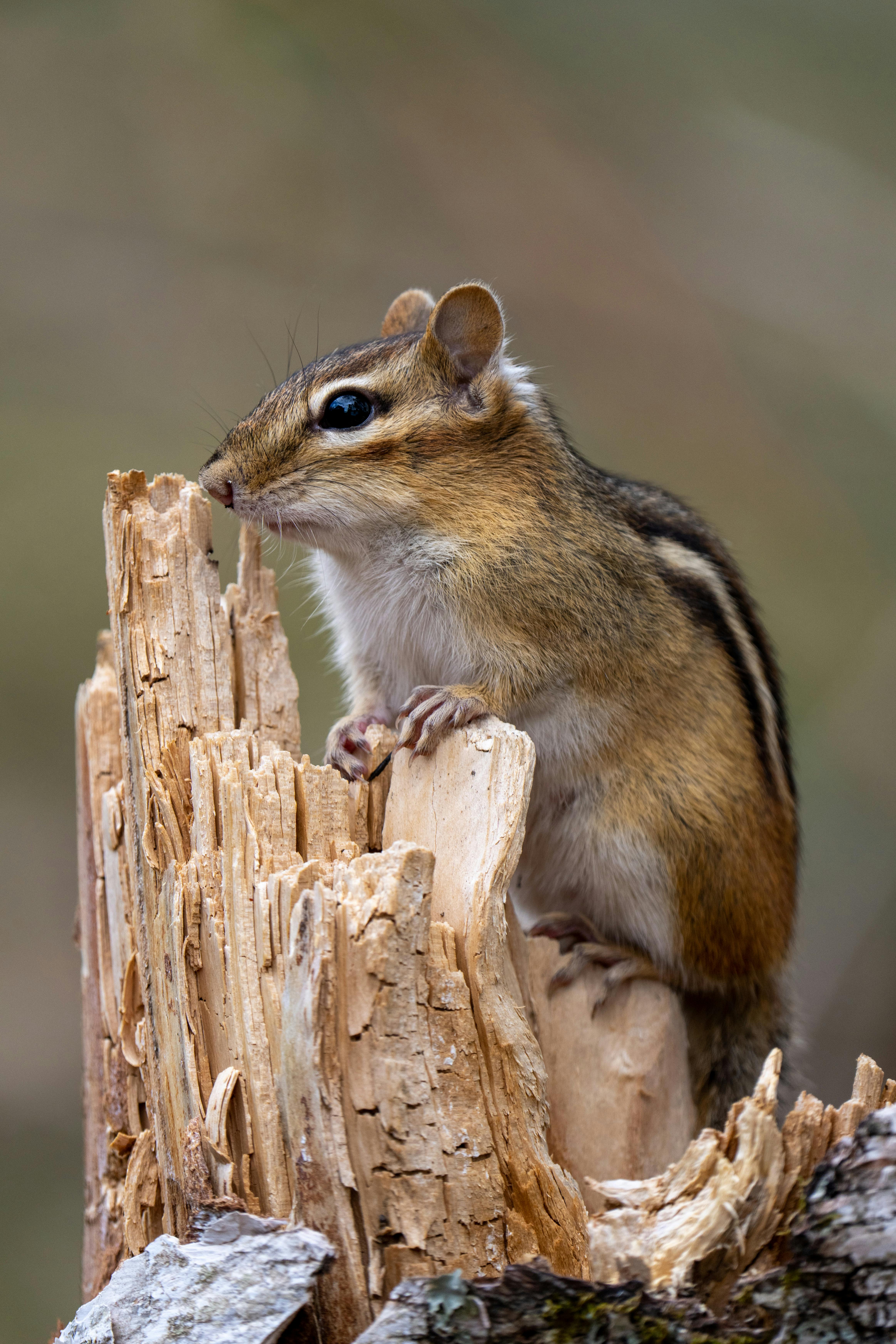 A Chipmunk on the Wood · Free Stock Photo