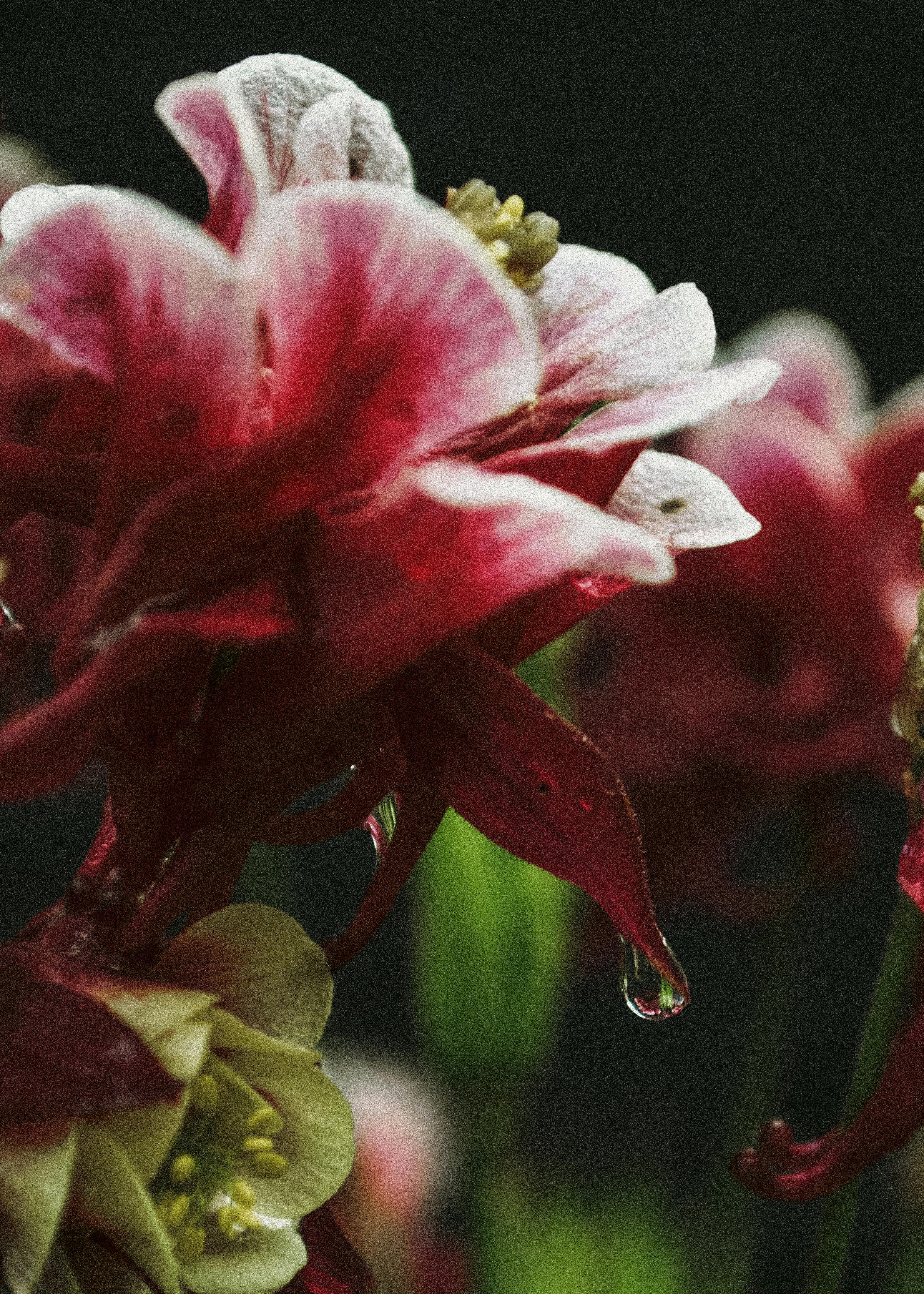 Red Flower with Raindrop · Free Stock Photo