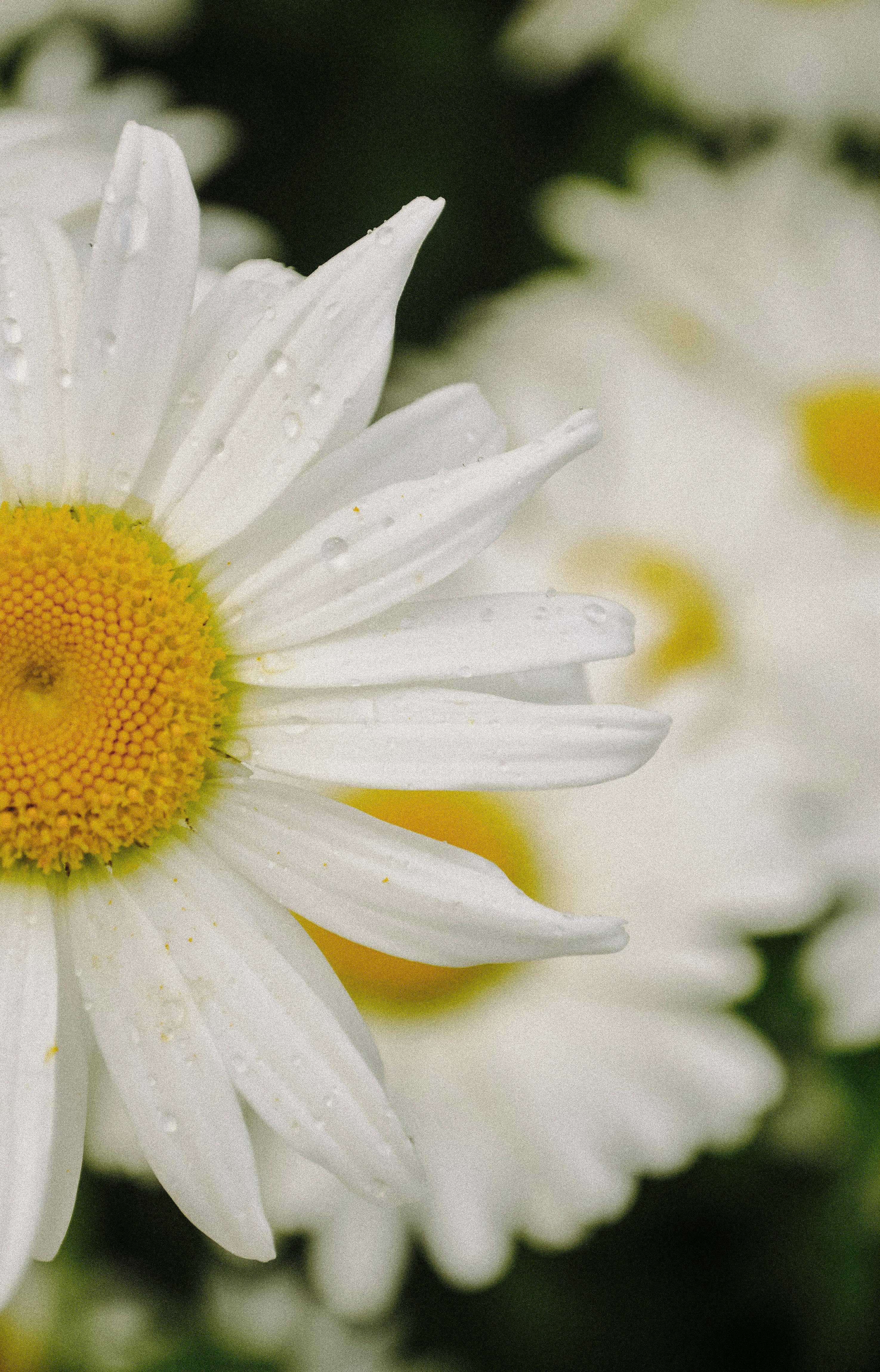 White Daisy Flower with Rain Drops · Free Stock Photo
