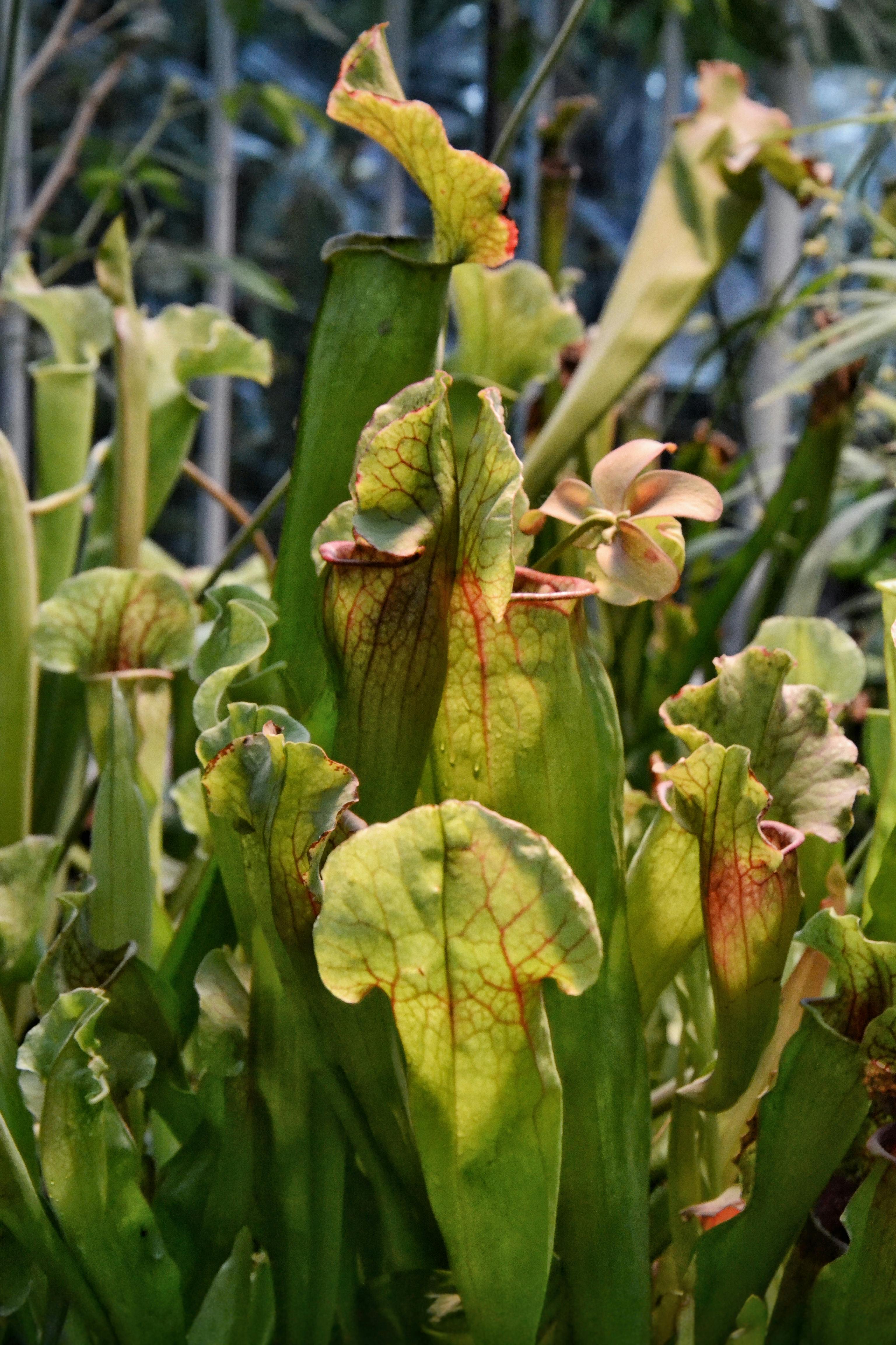 Pitcher Plants (Nepenthaceae & Sarraceniaceae Photos, Download The BEST ...