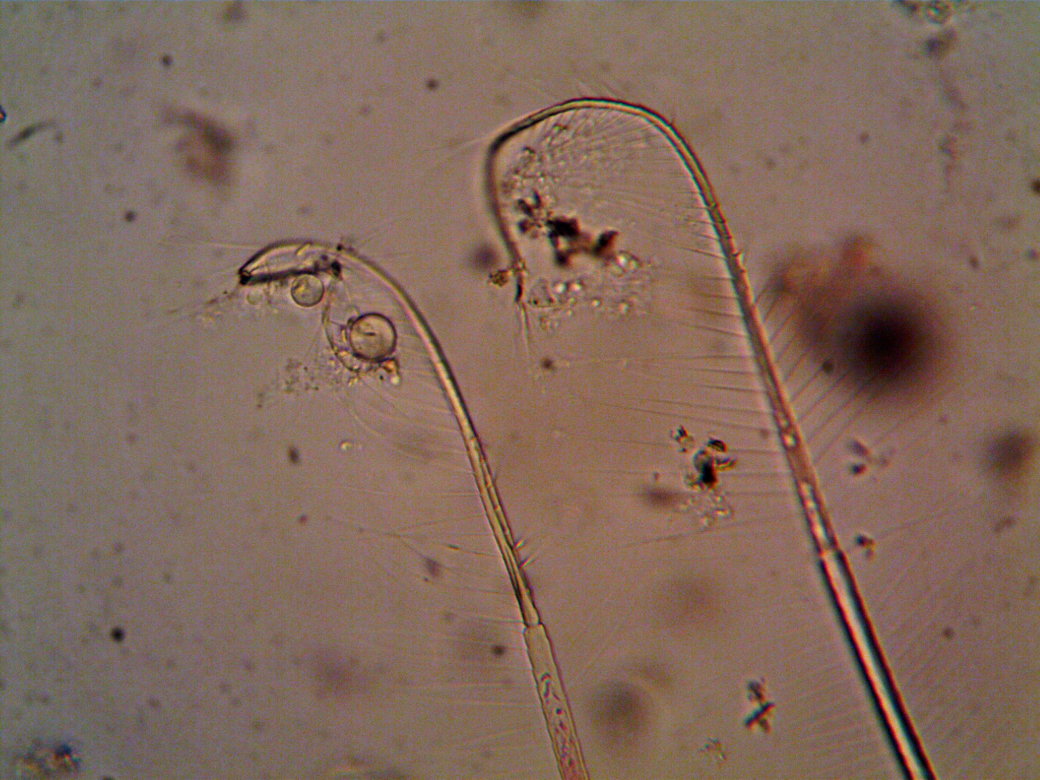 Microscopic Photos, Download The BEST Free Microscopic Stock Photos ...