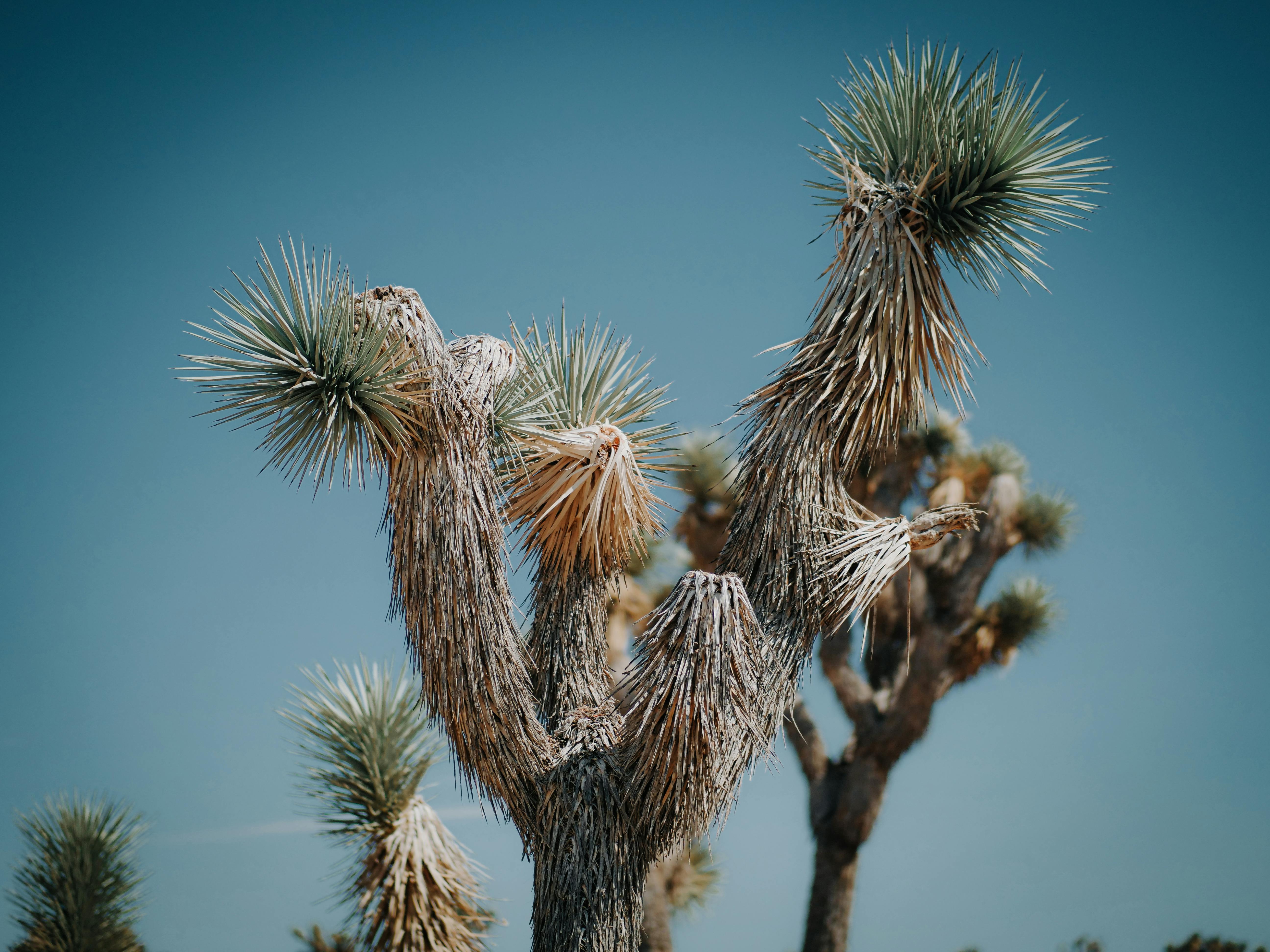 Close-up Photo of a Joshua Tree · Free Stock Photo