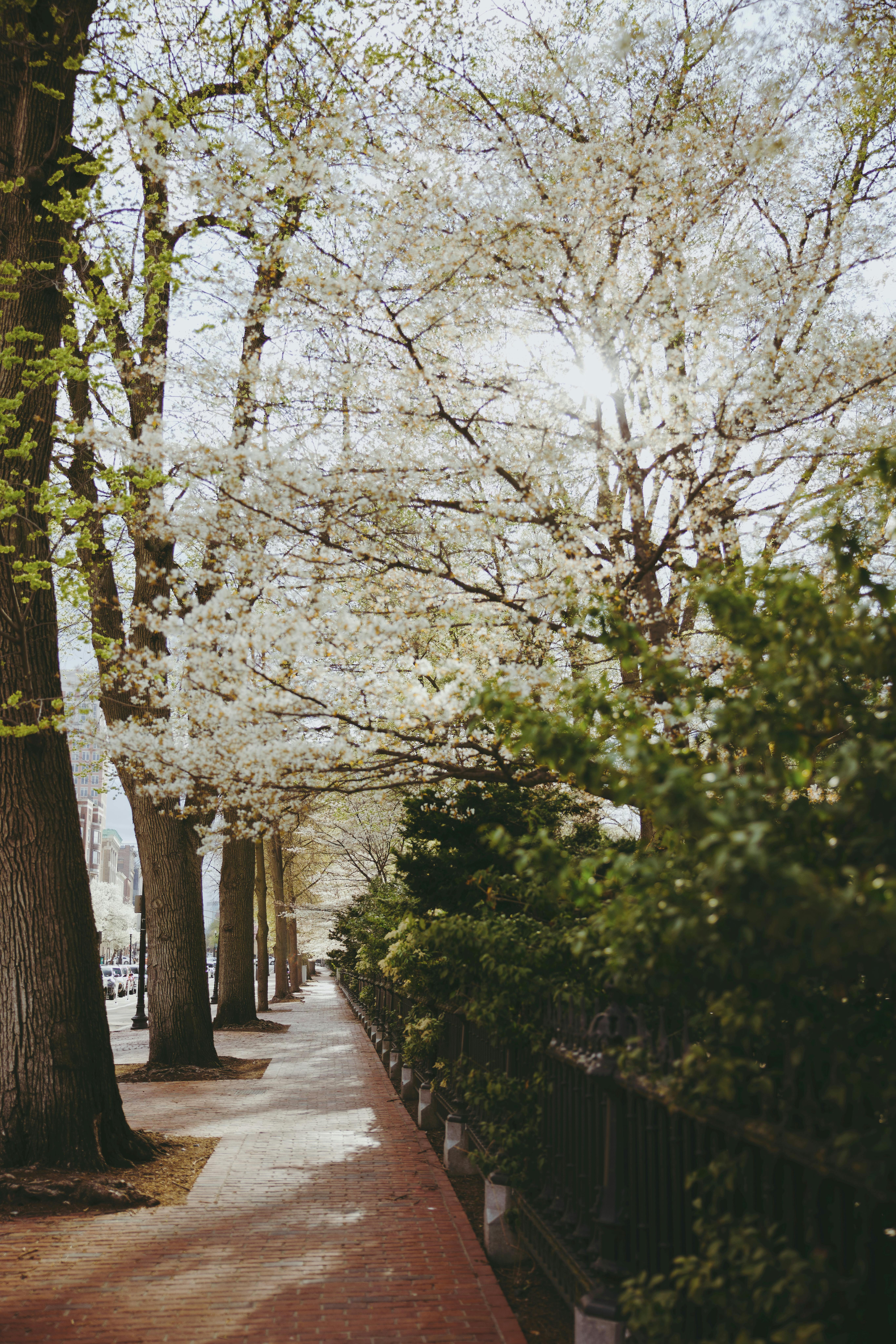 Pathway Between Trees · Free Stock Photo
