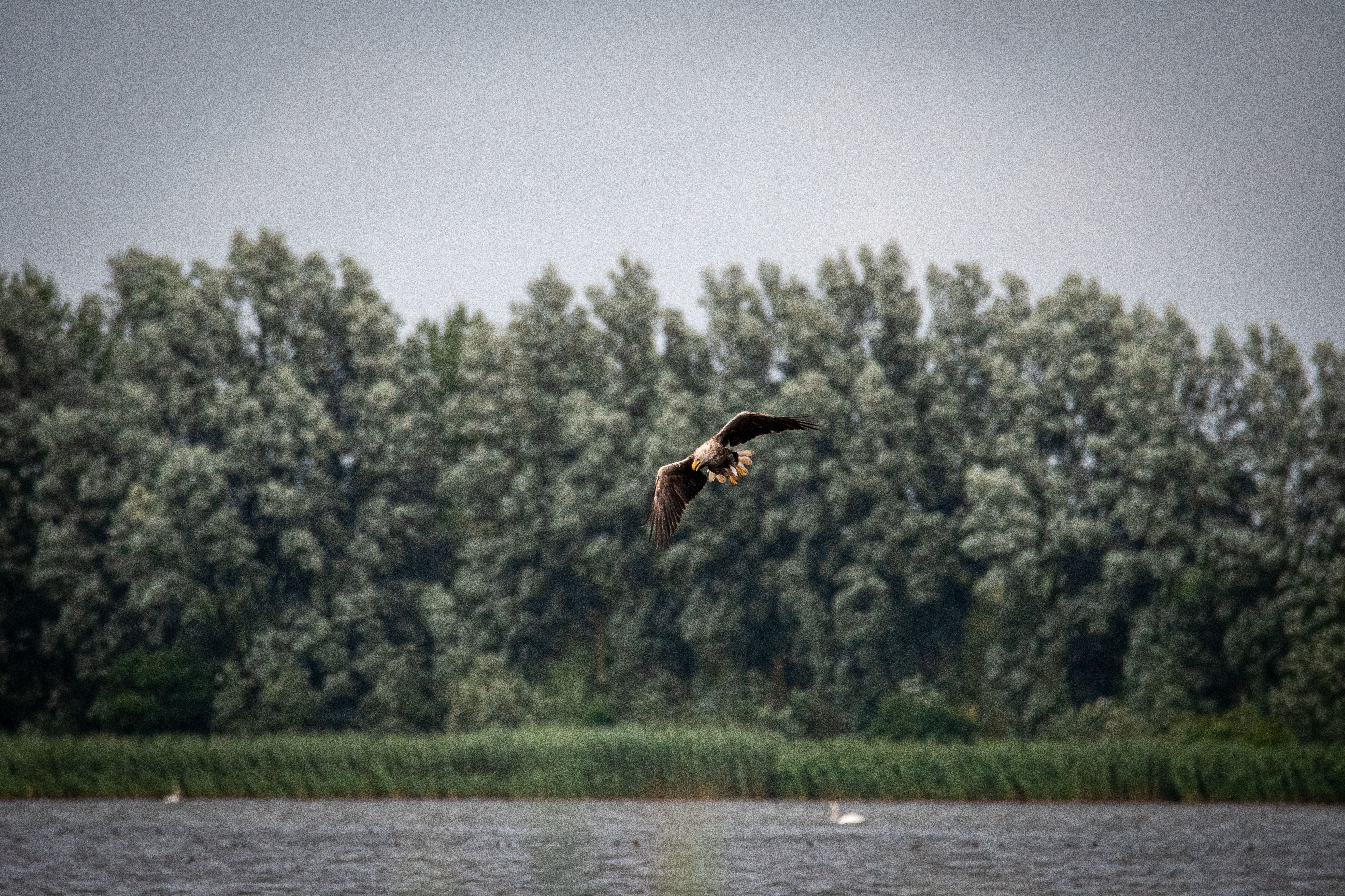 Brown Bird Flying over the Lake · Free Stock Photo