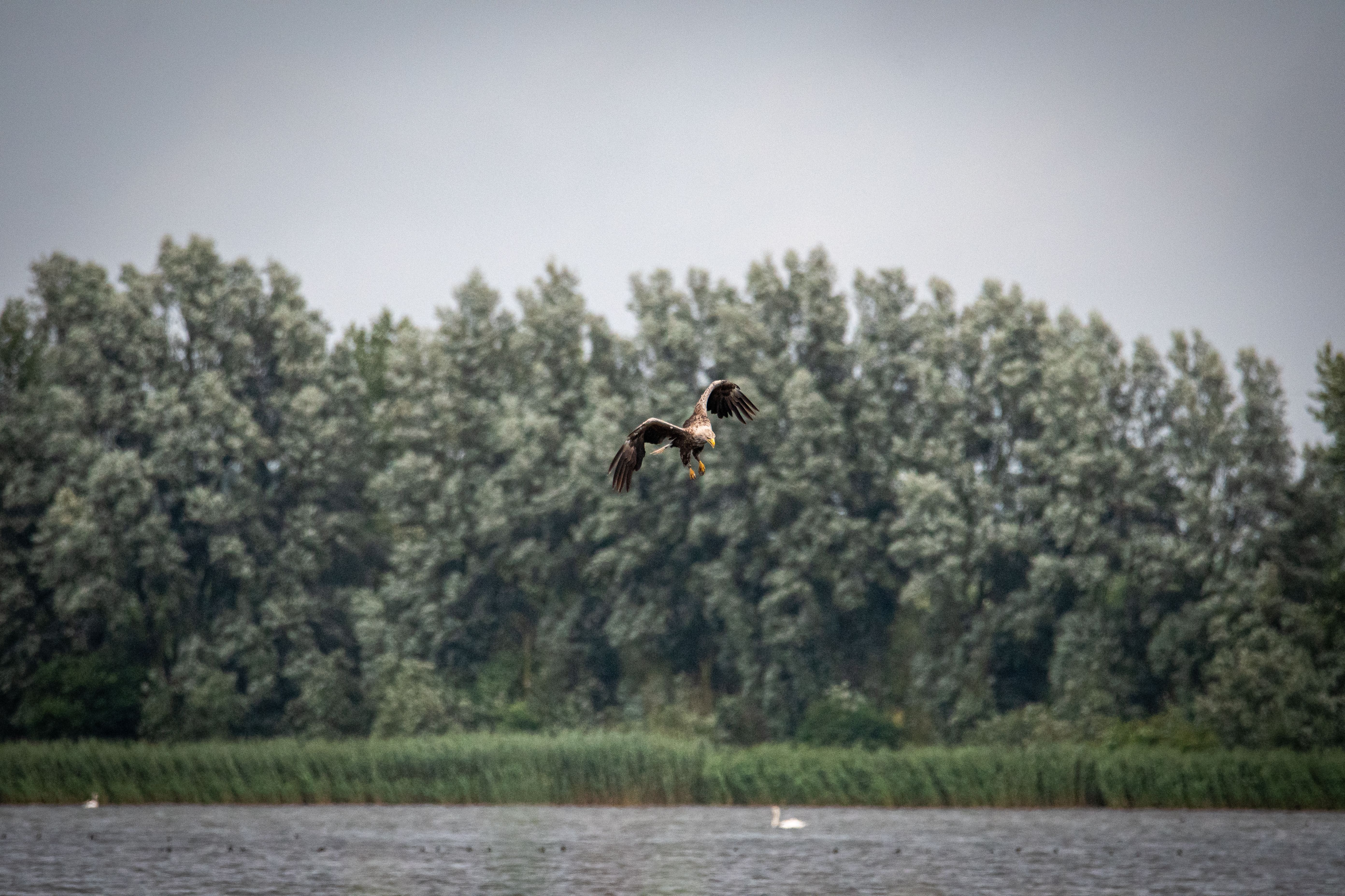 A Bald Eagle Flying Mid Air · Free Stock Photo