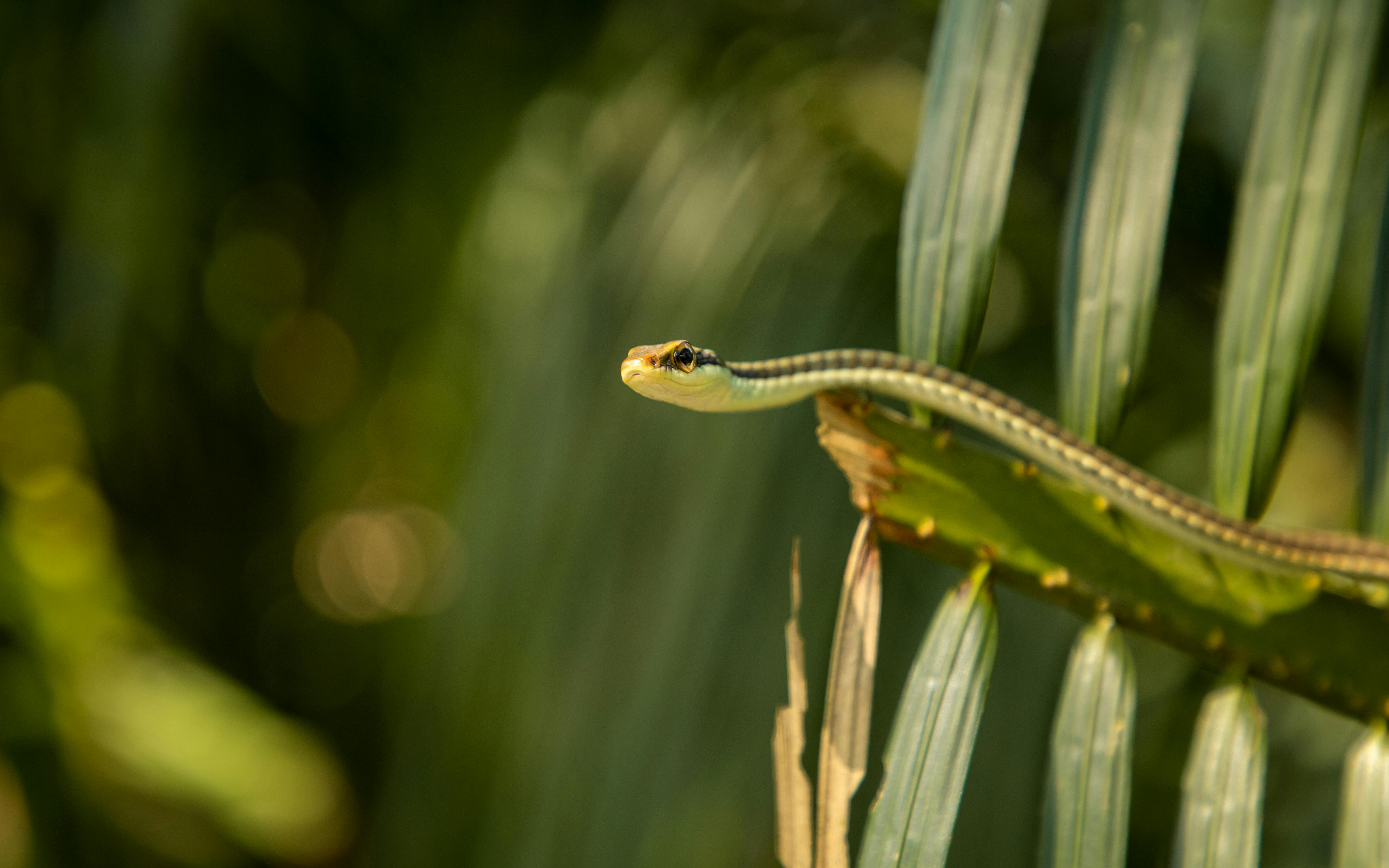 Close-Up Photo of Green Snake on Leaves · Free Stock Photo