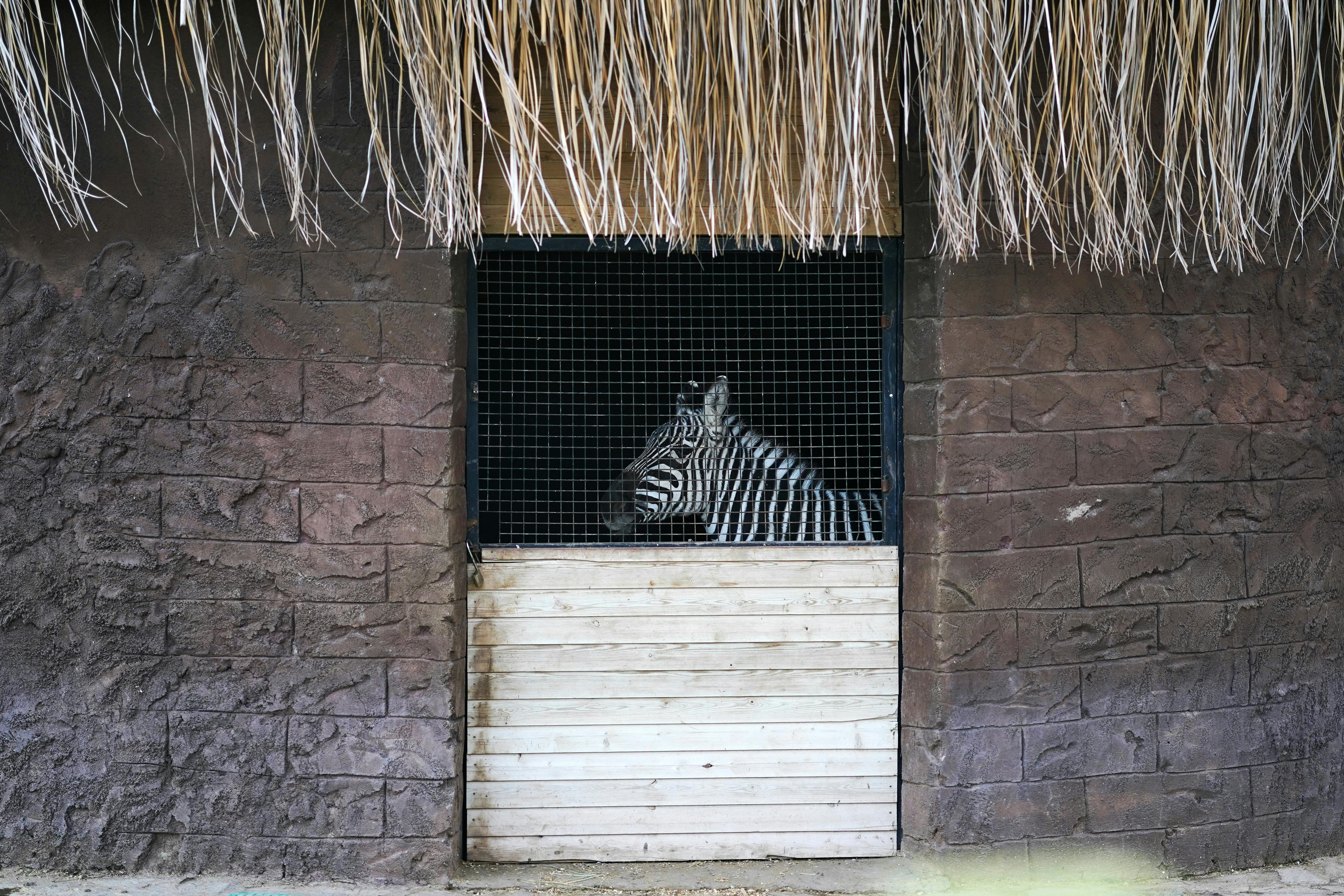 Zebra Standing by the Door of a Barn · Free Stock Photo