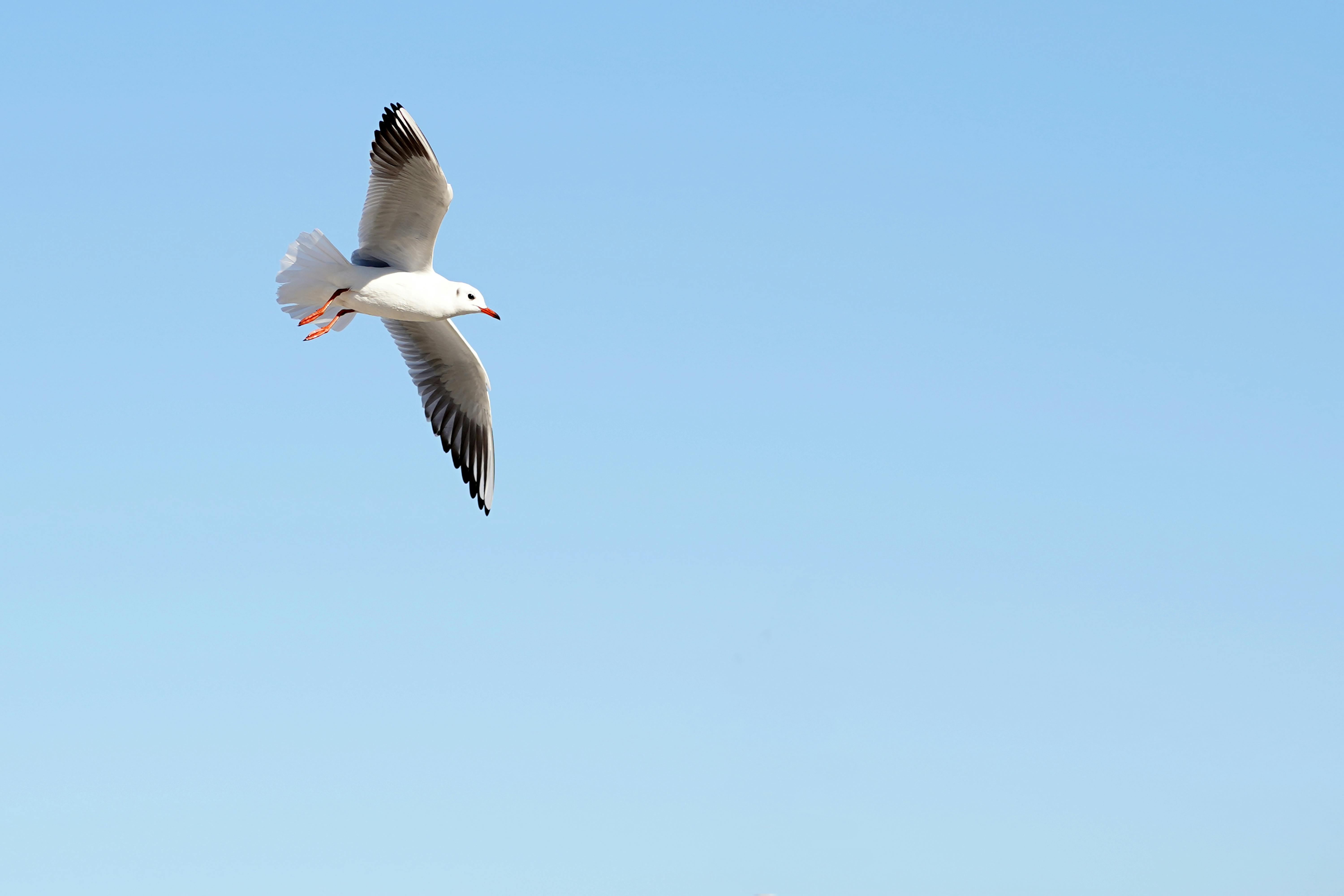 Low Angle Shot of Seagull · Free Stock Photo