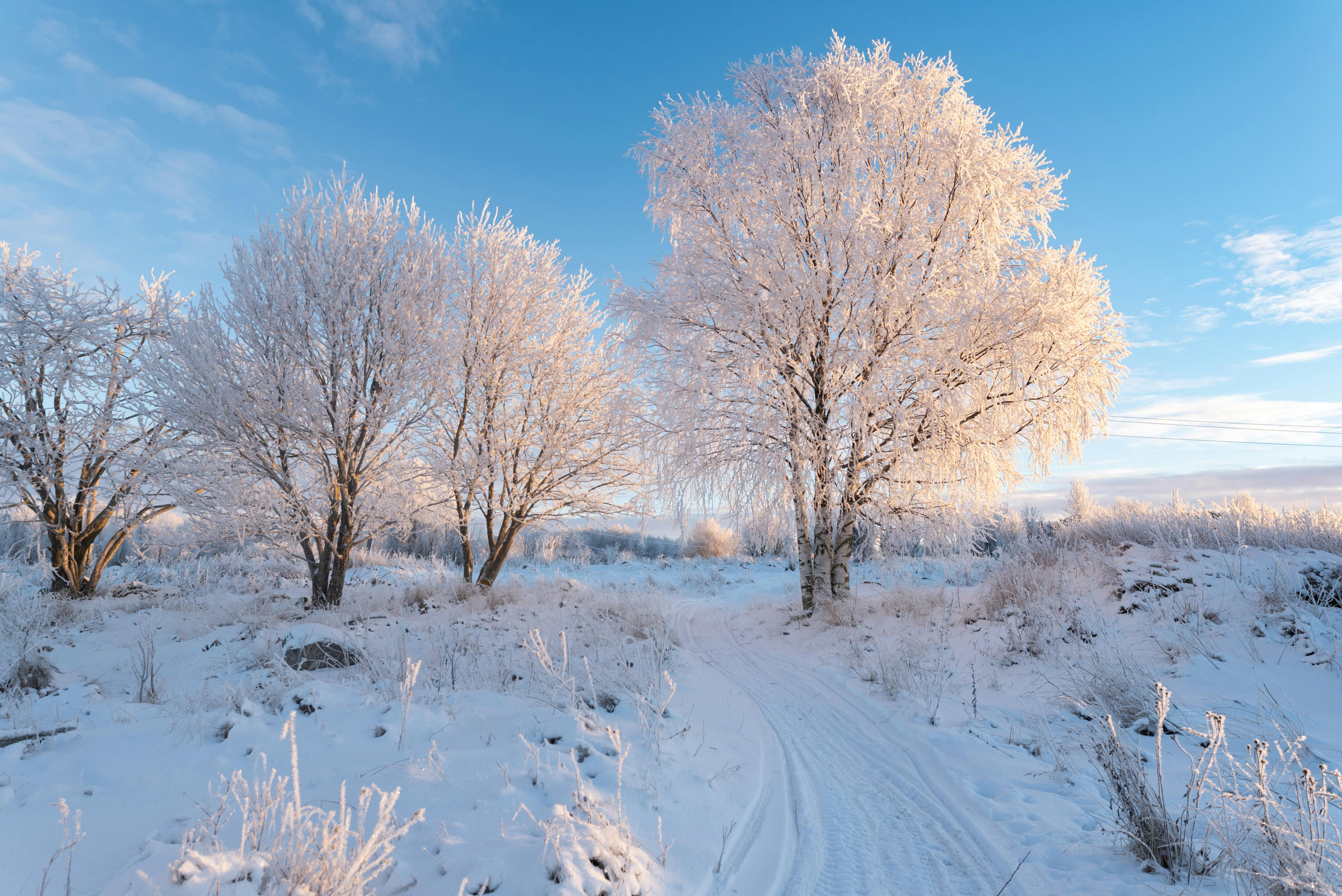 Snow-covered Land · Free Stock Photo