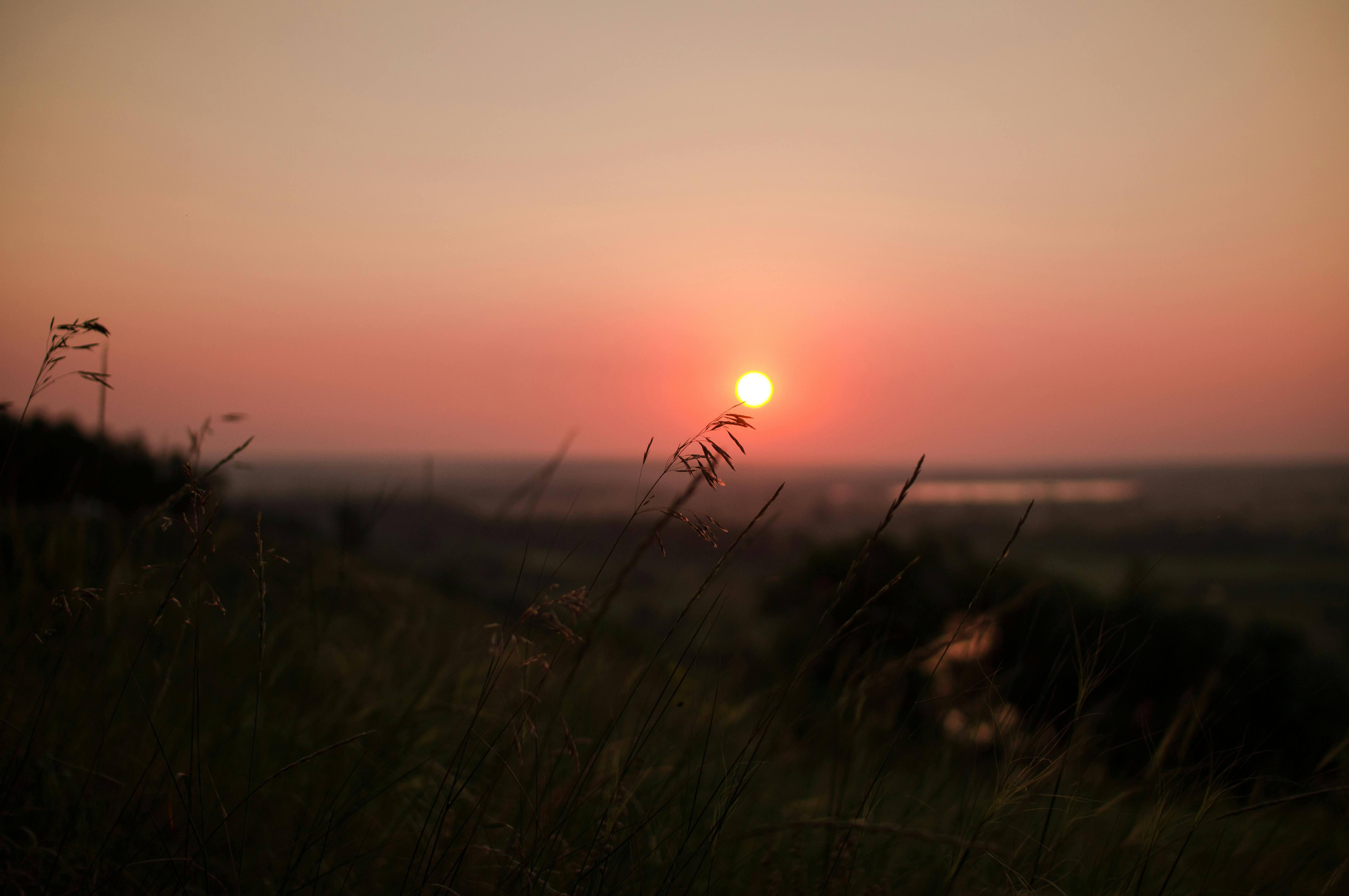 Brown Trees during Sunset · Free Stock Photo