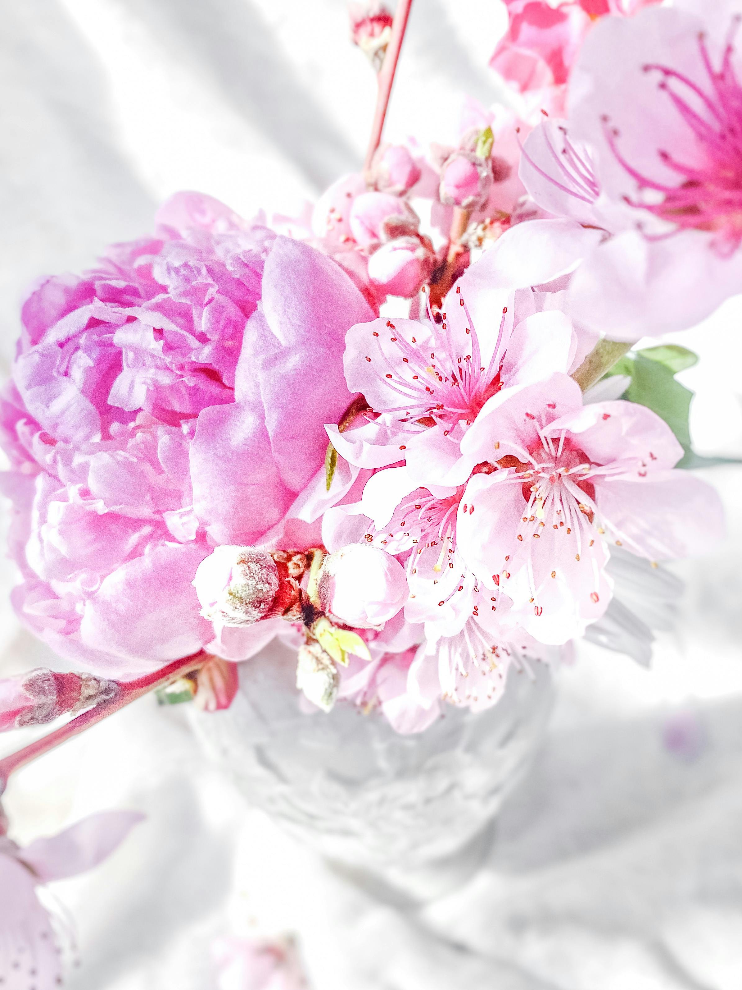 Close-Up Shot of Pink Flowers in a Vase · Free Stock Photo