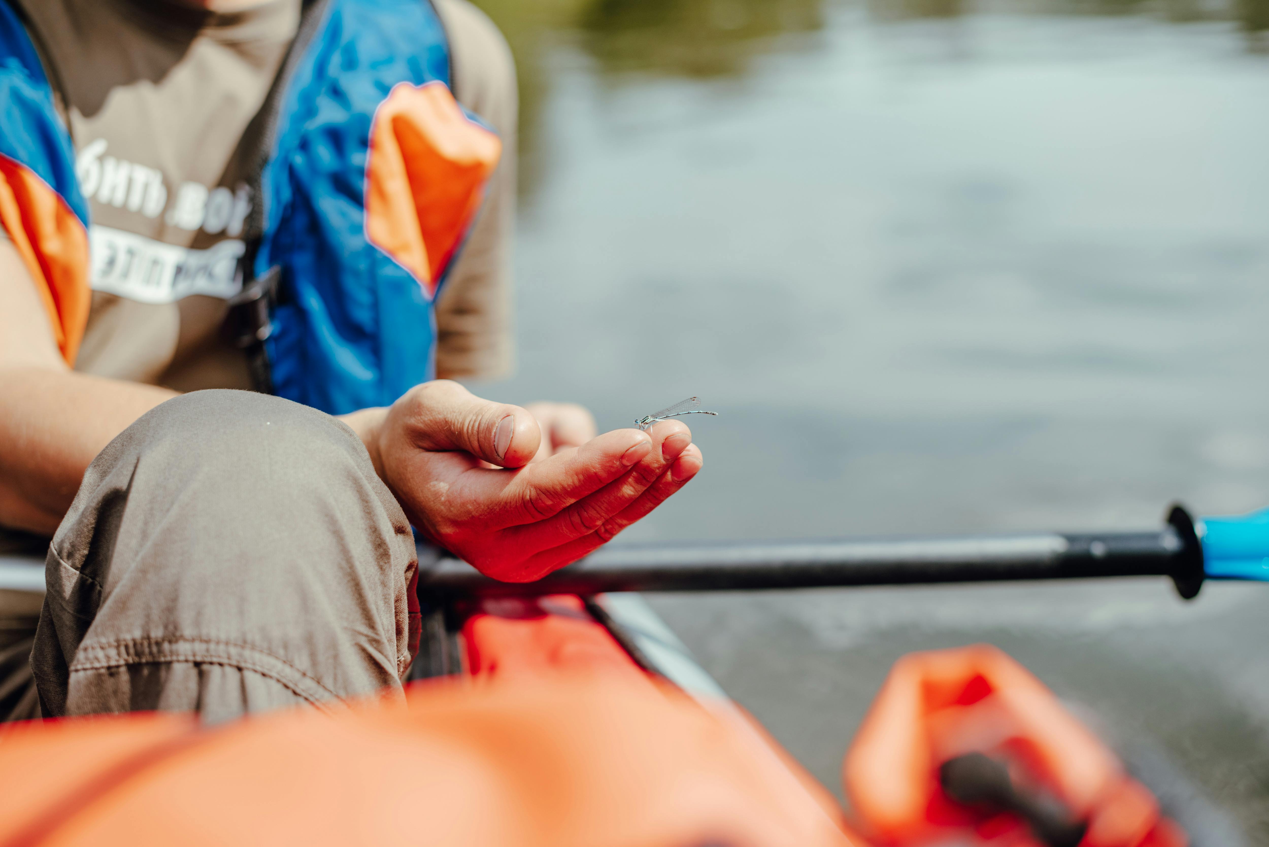 Bug Boat Photos, Download The BEST Free Bug Boat Stock Photos & HD Images