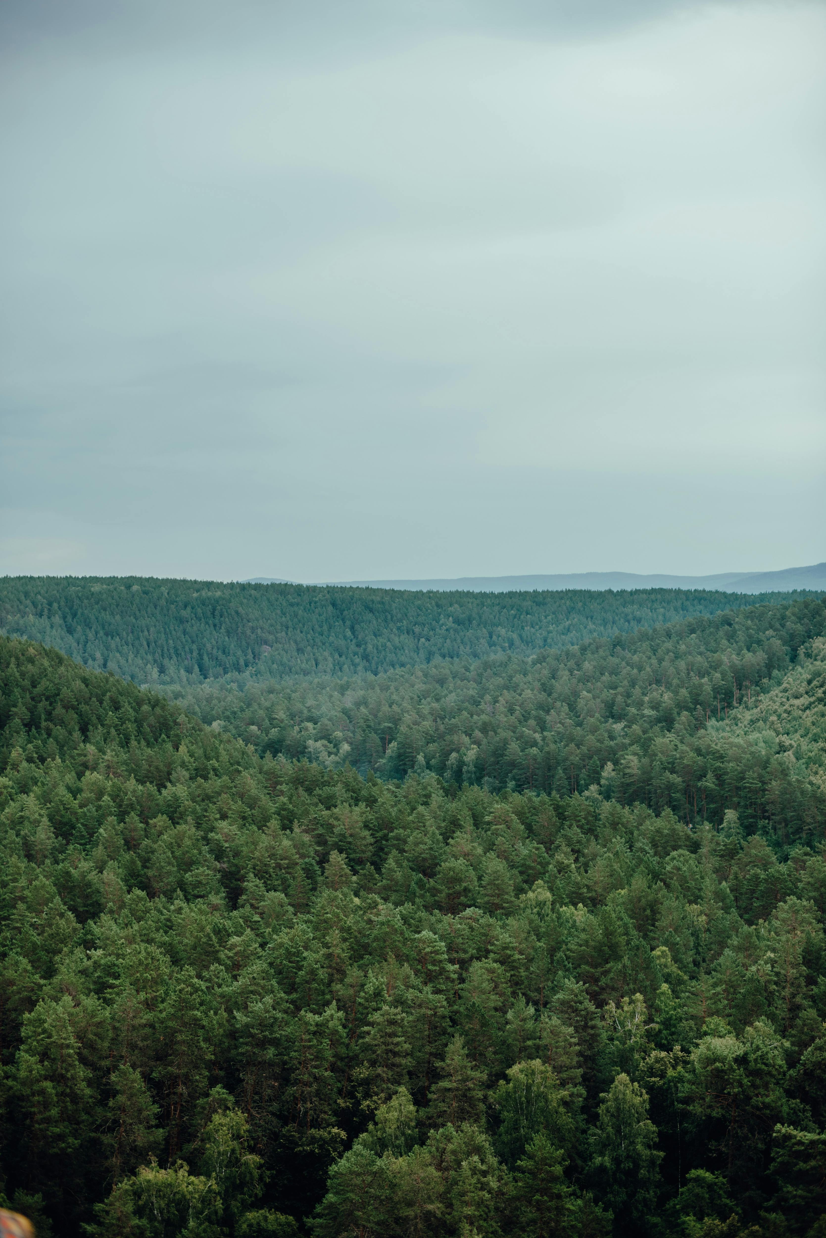 Top-view Photography of Green Forest · Free Stock Photo