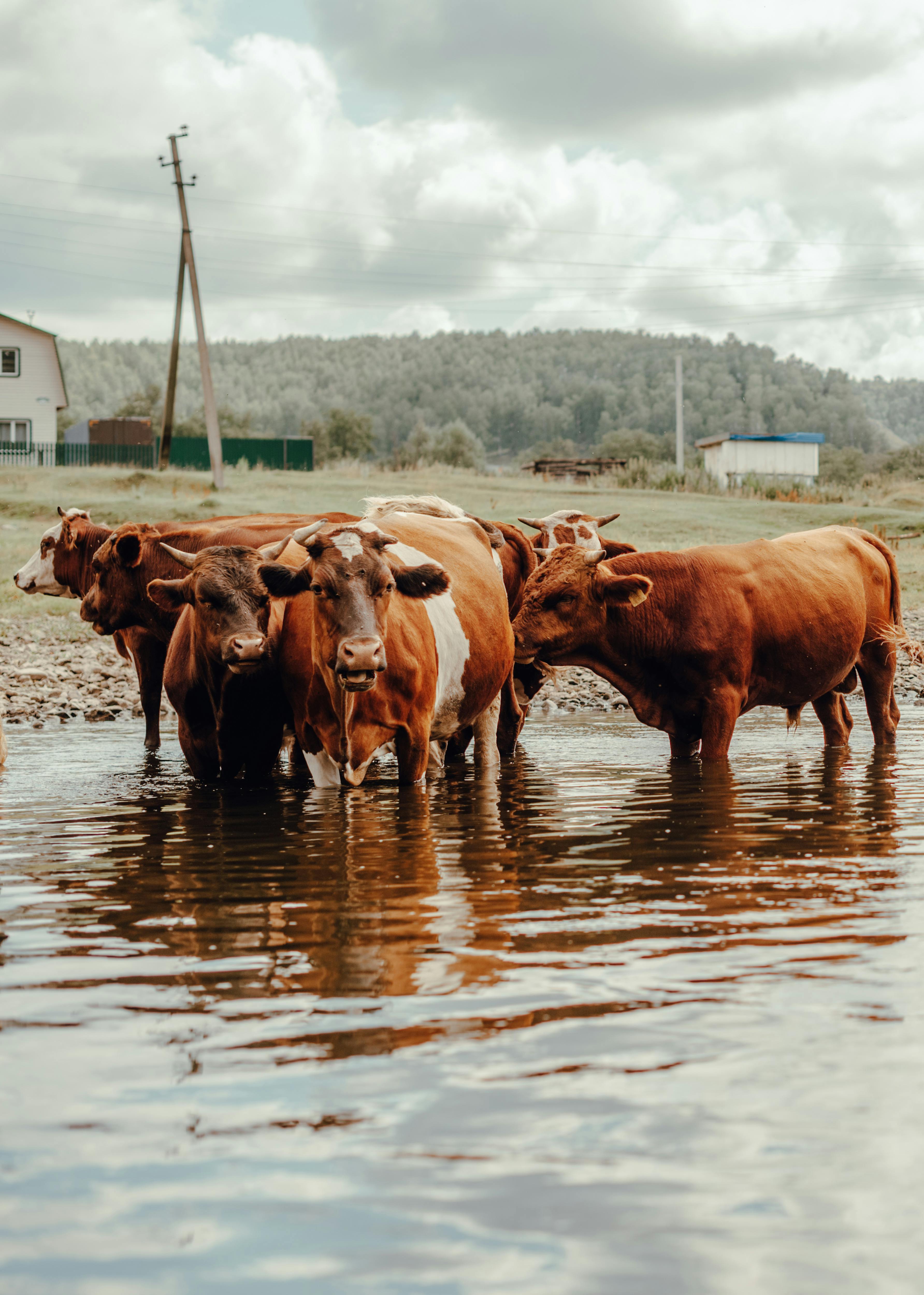 Cows in the Water · Free Stock Photo