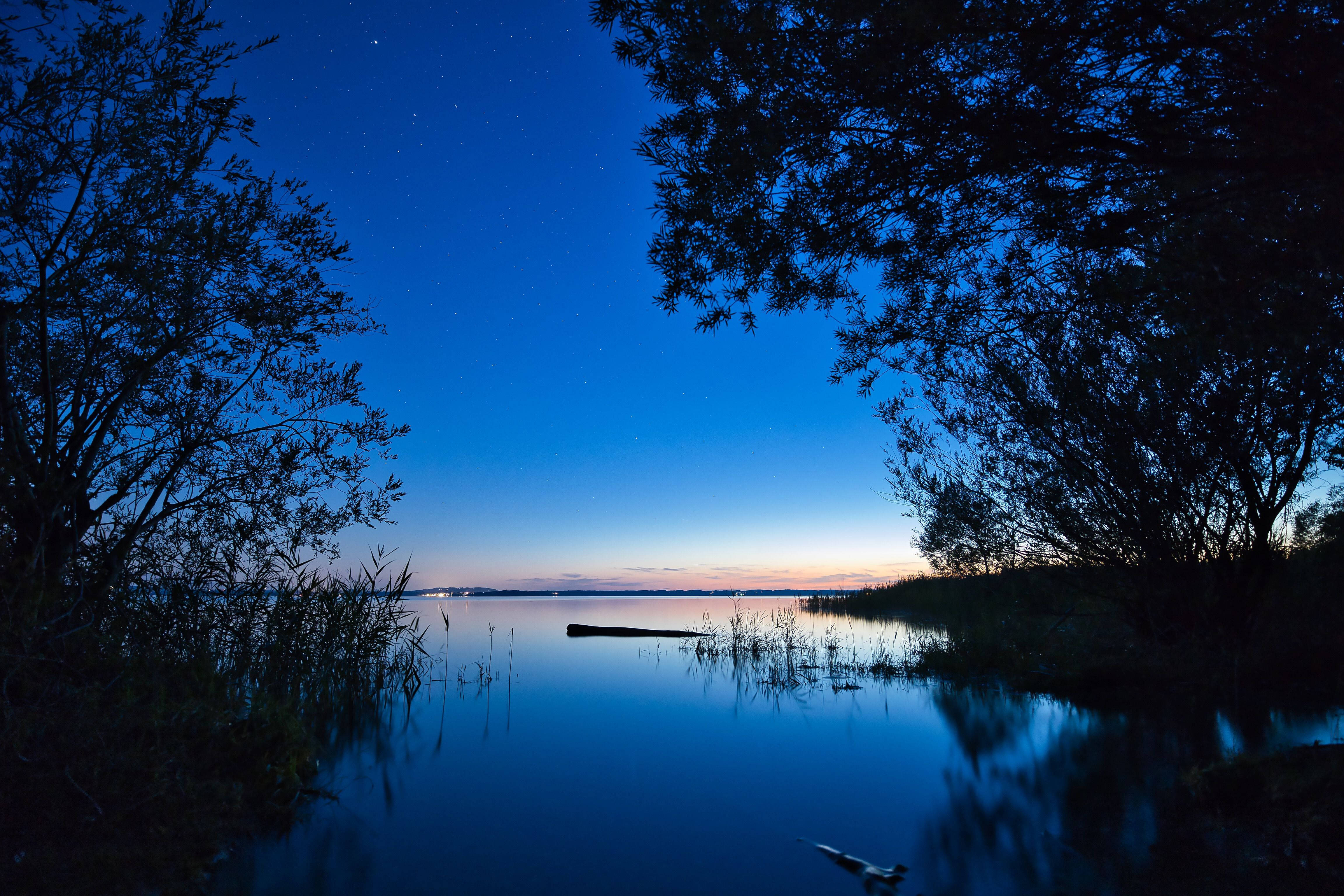 Silhouette of Trees at Night · Free Stock Photo