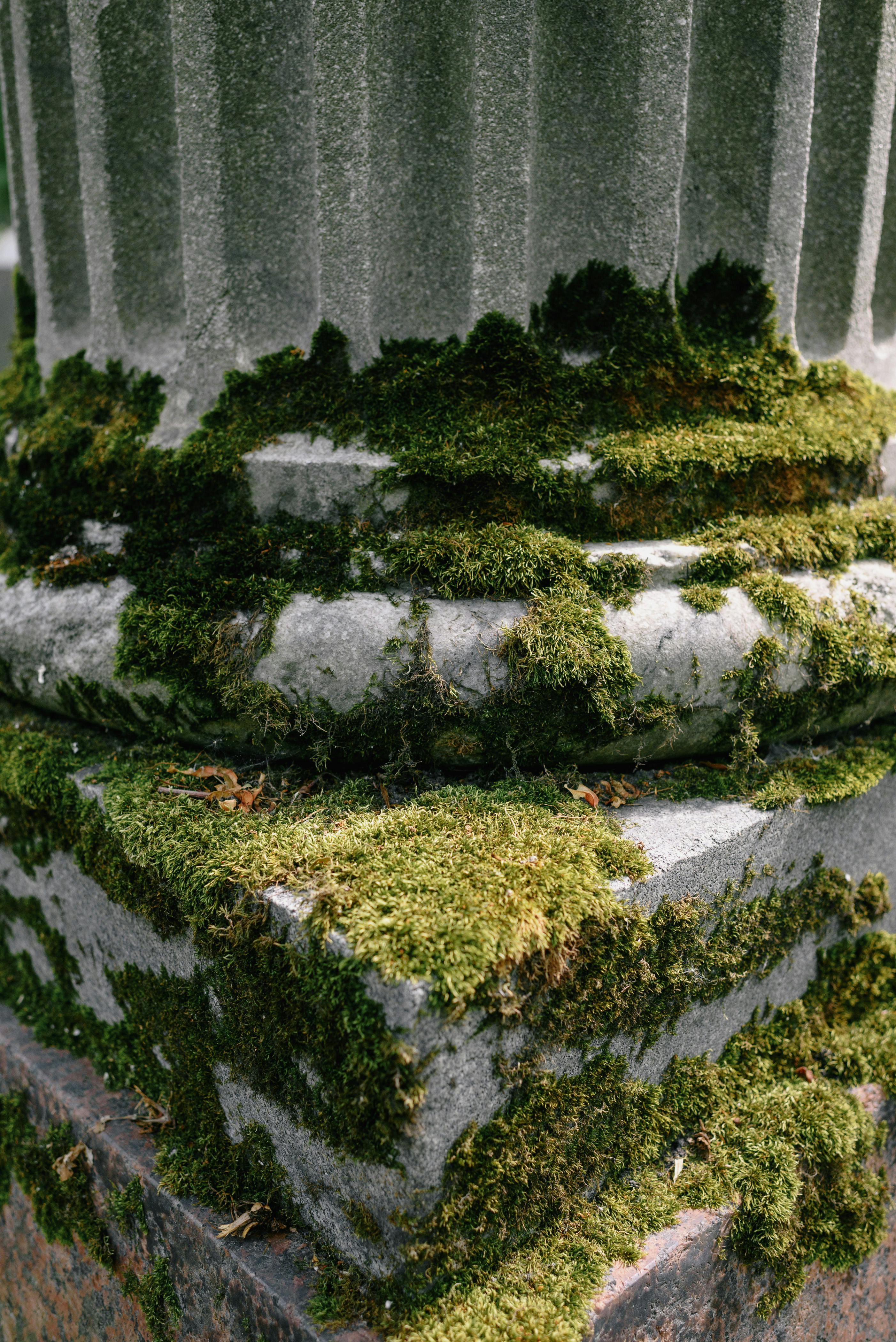 Green Moss on Concrete Structure · Free Stock Photo