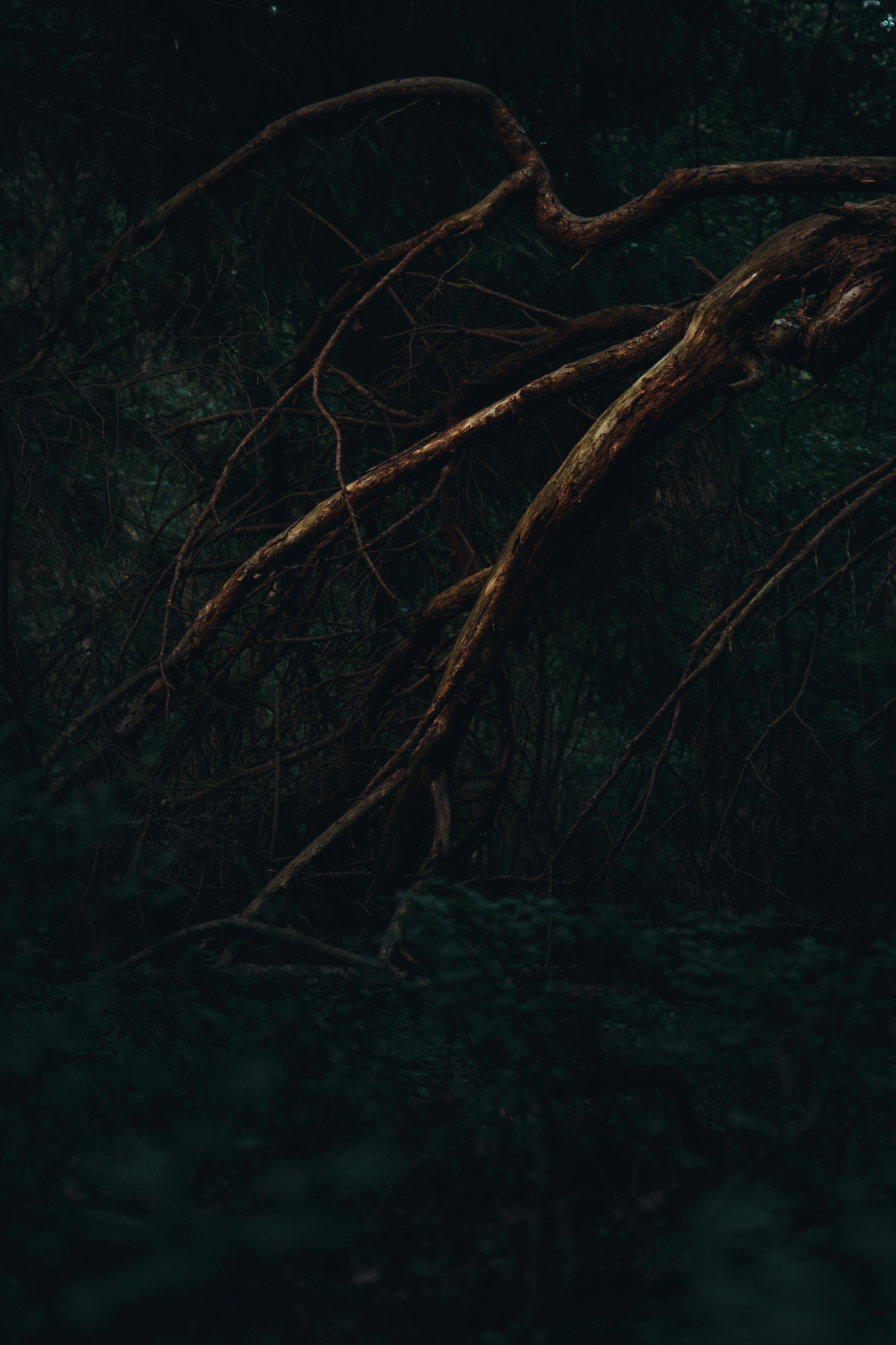 Brown Tree Roots in the Dark · Free Stock Photo