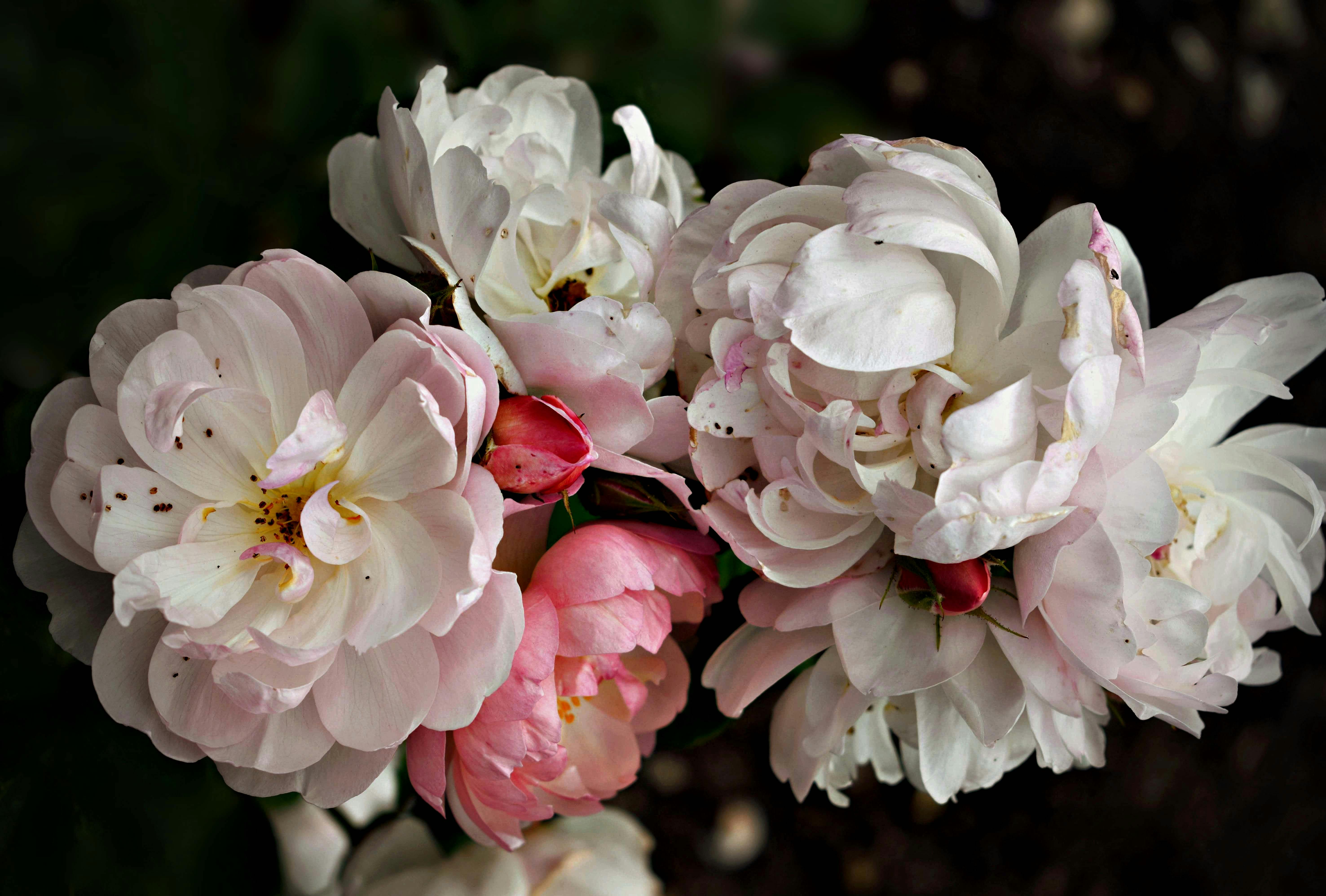 Beautiful Light Pink Peonies · Free Stock Photo