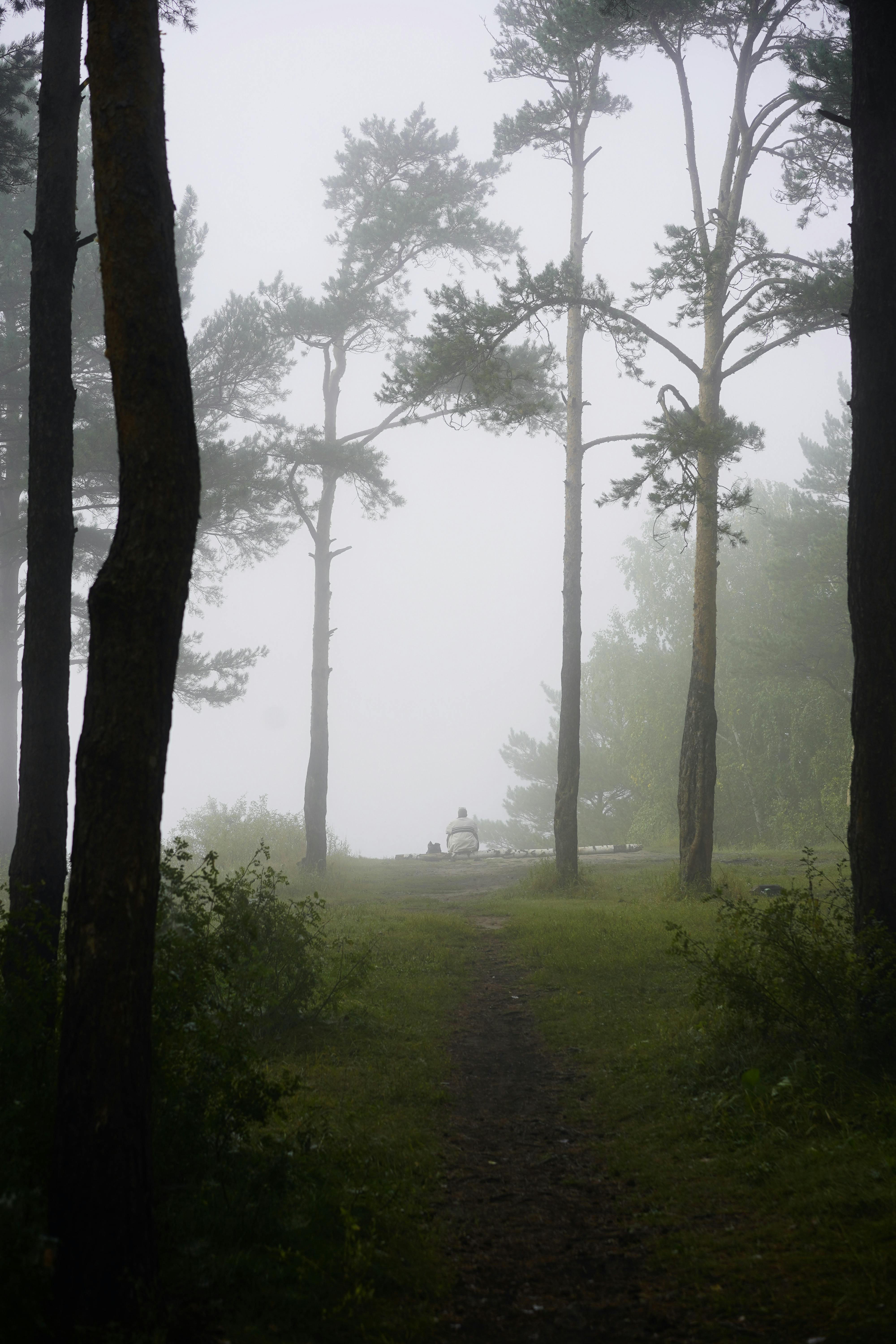 Photo of a Foggy Pathway · Free Stock Photo