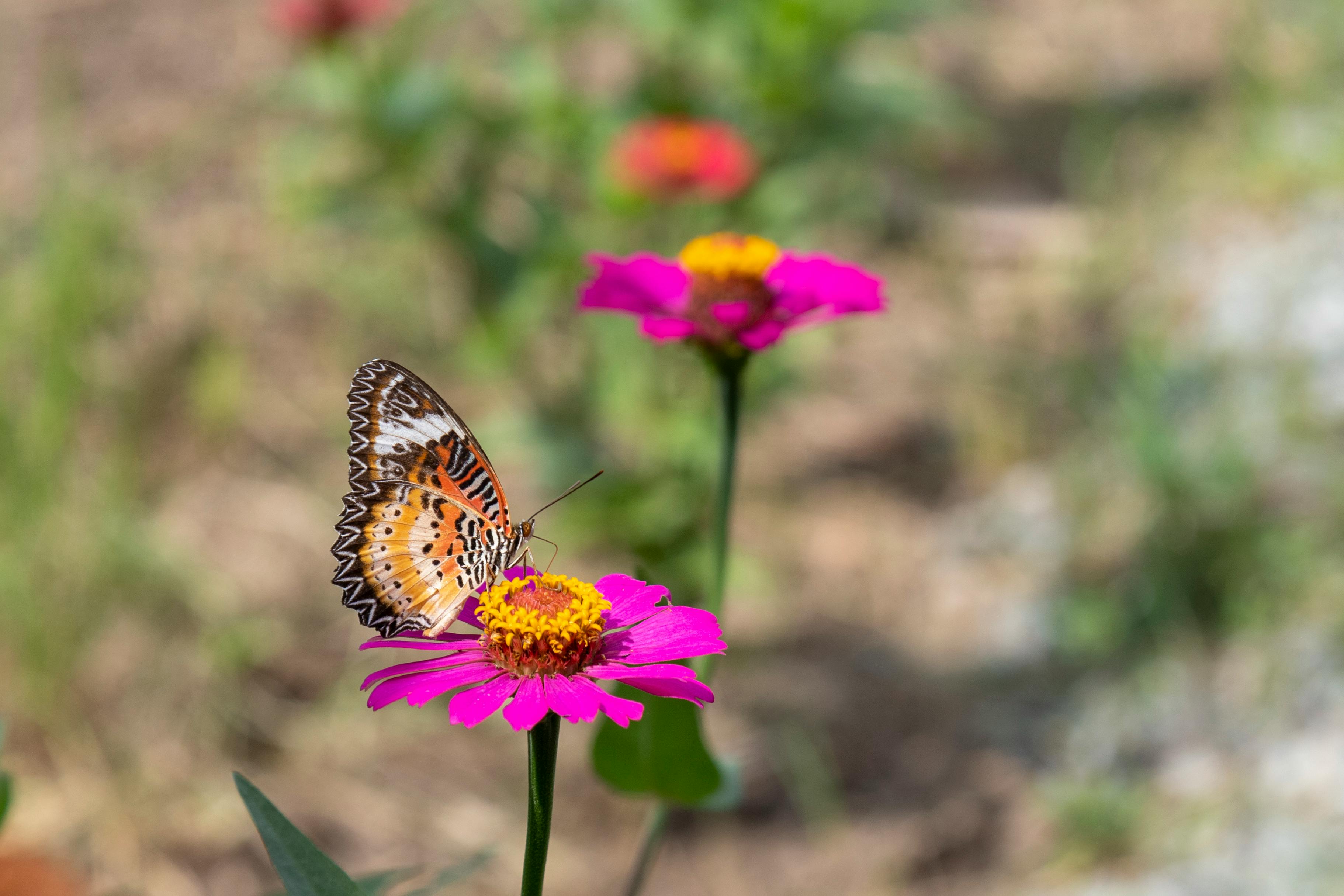 Insect on a Flower · Free Stock Photo