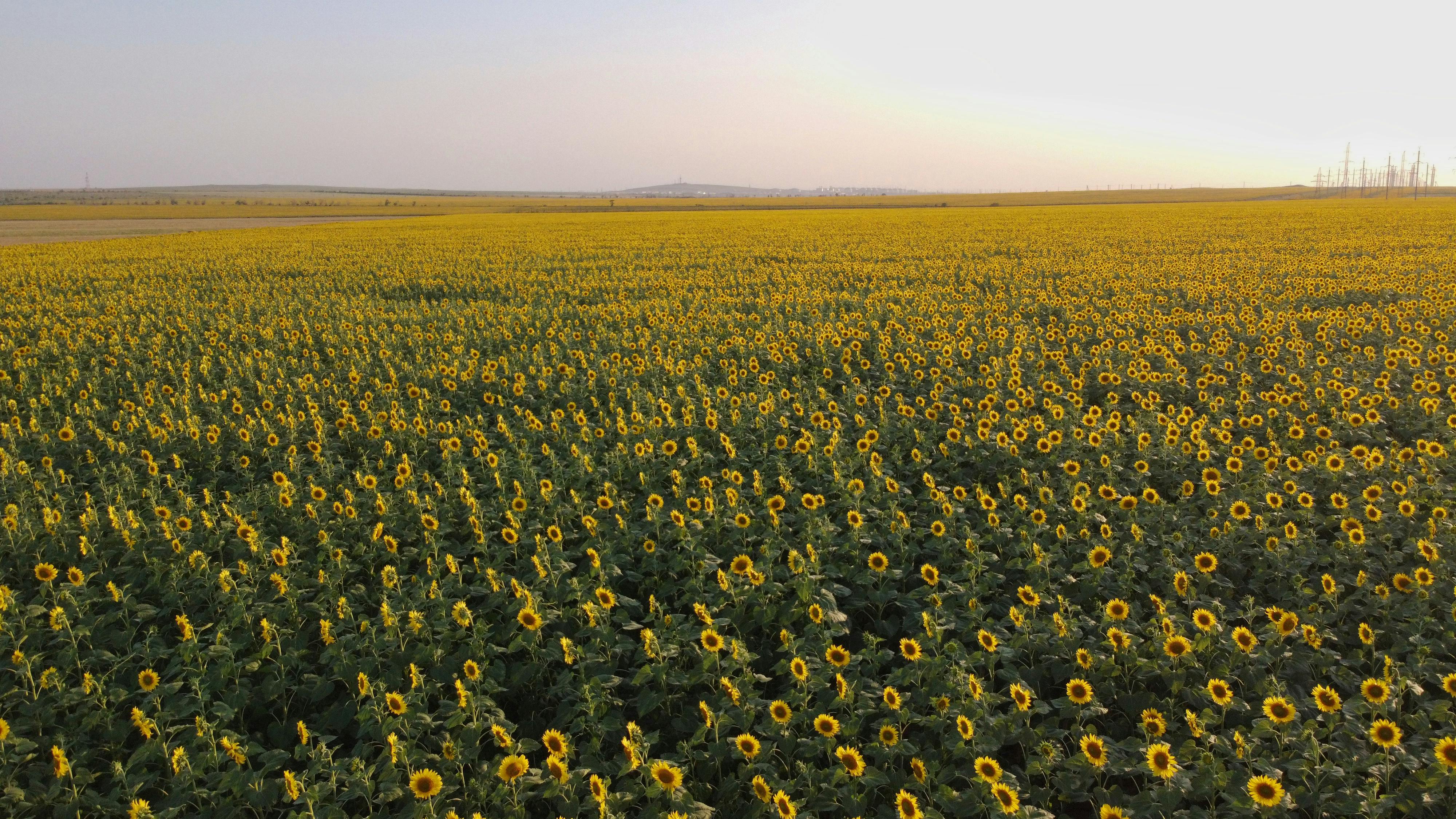 Photo of Sunflower Field · Free Stock Photo
