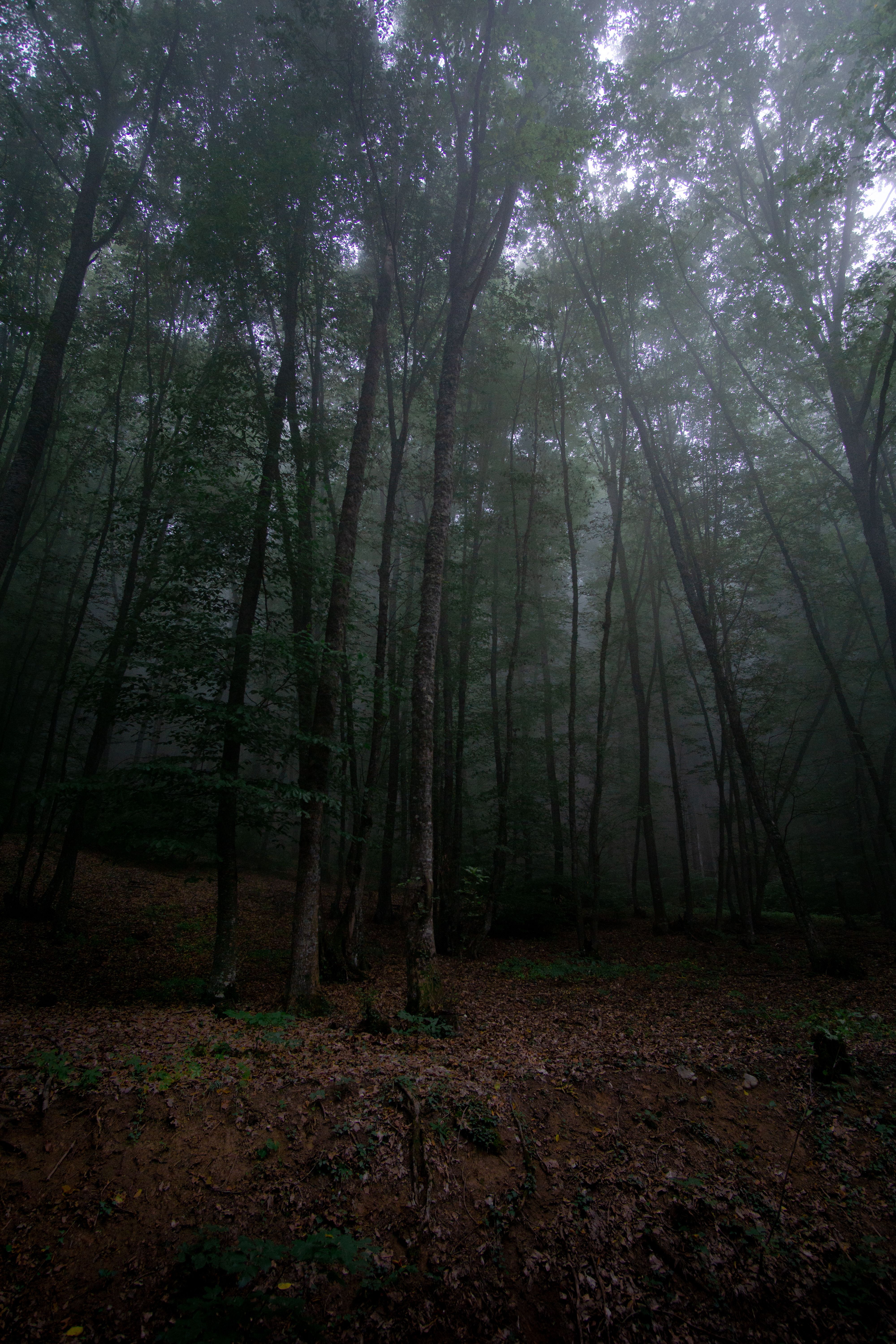 Low Angle Photography of Trees · Free Stock Photo