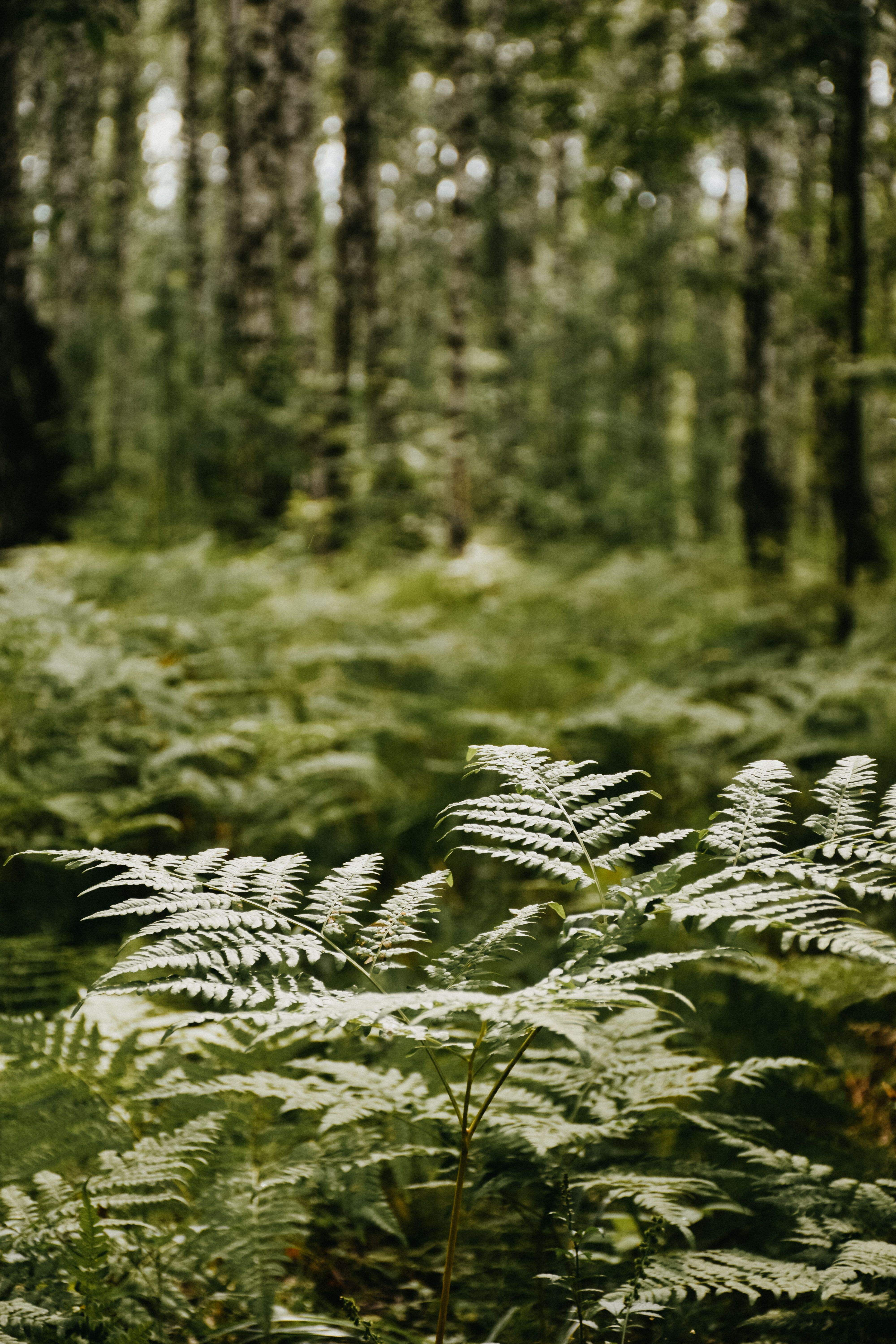 Forest Path Between Ferns and Trees · Free Stock Photo