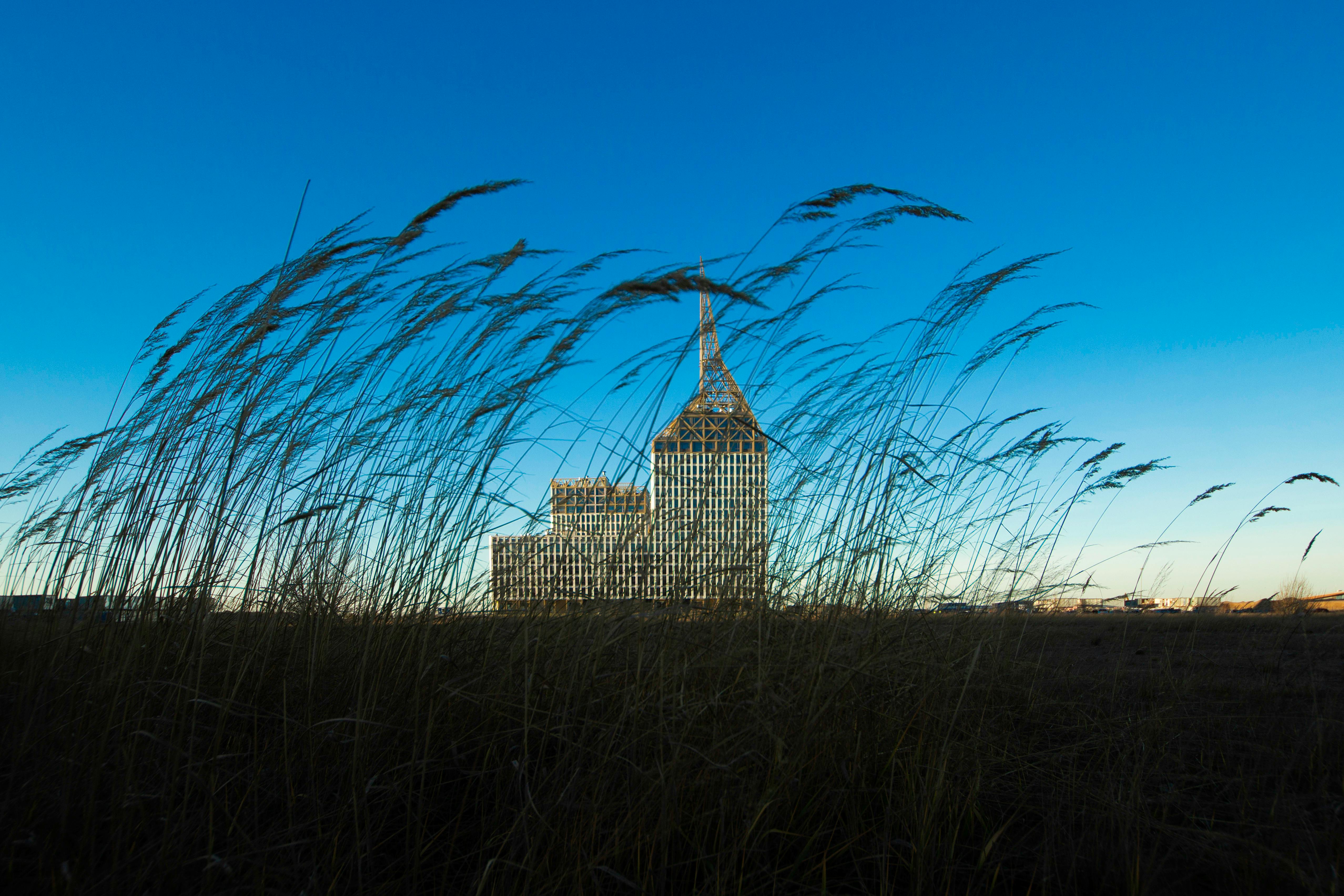 Modern Building Photographed from Behind Wild Grass · Free Stock Photo