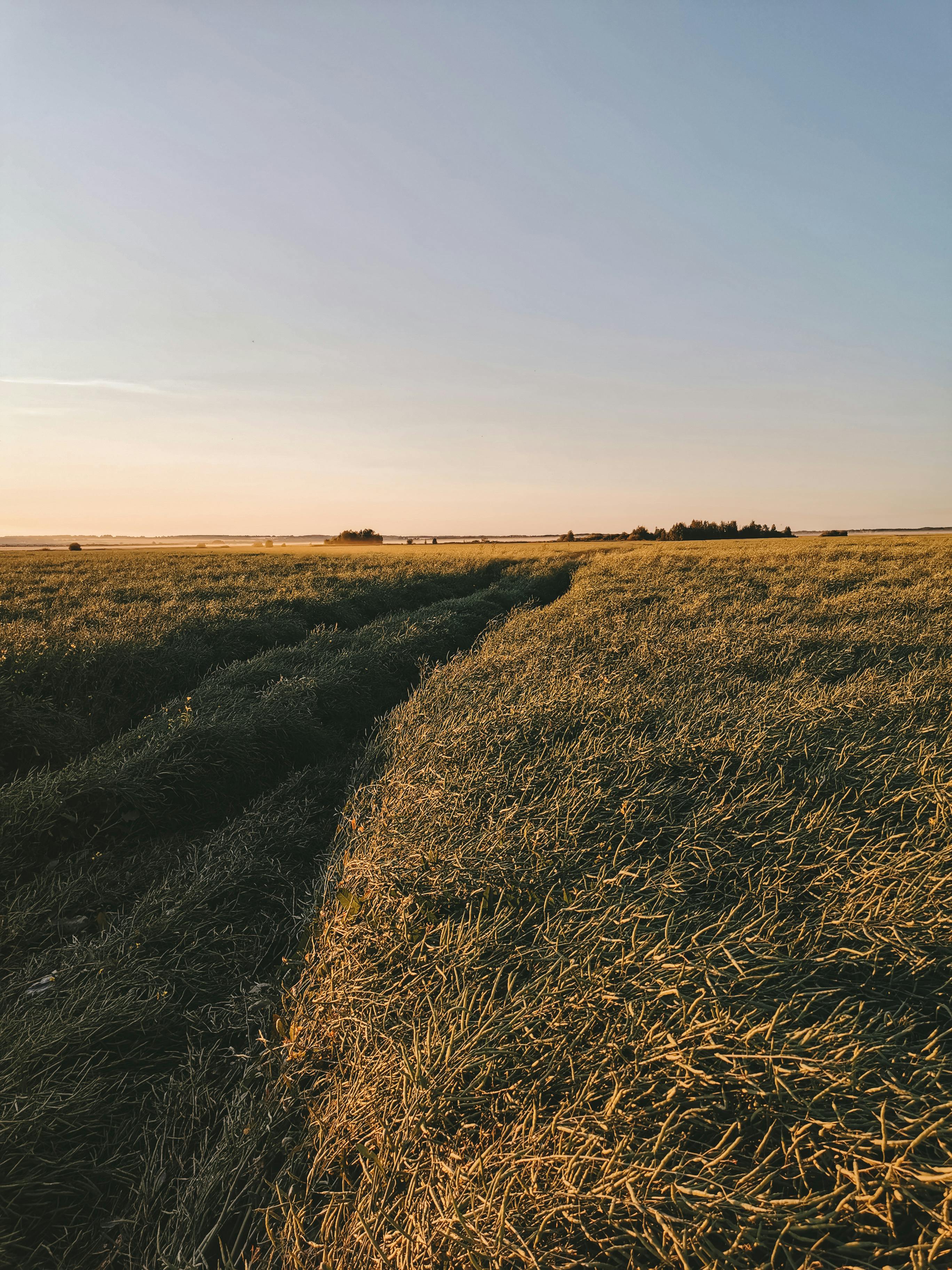 Photo of a Grass Field · Free Stock Photo