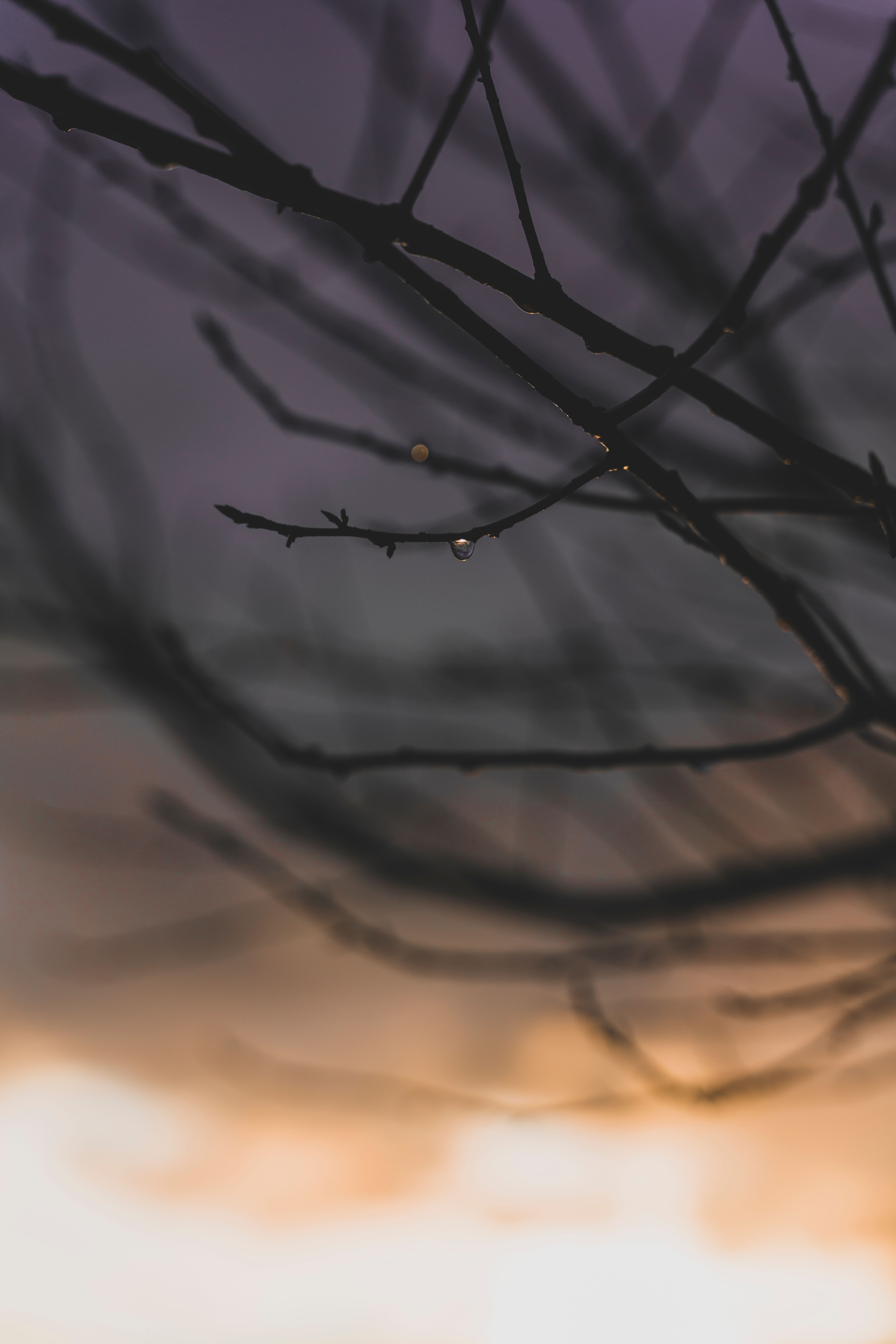 Black Tree Branch during Sunset · Free Stock Photo