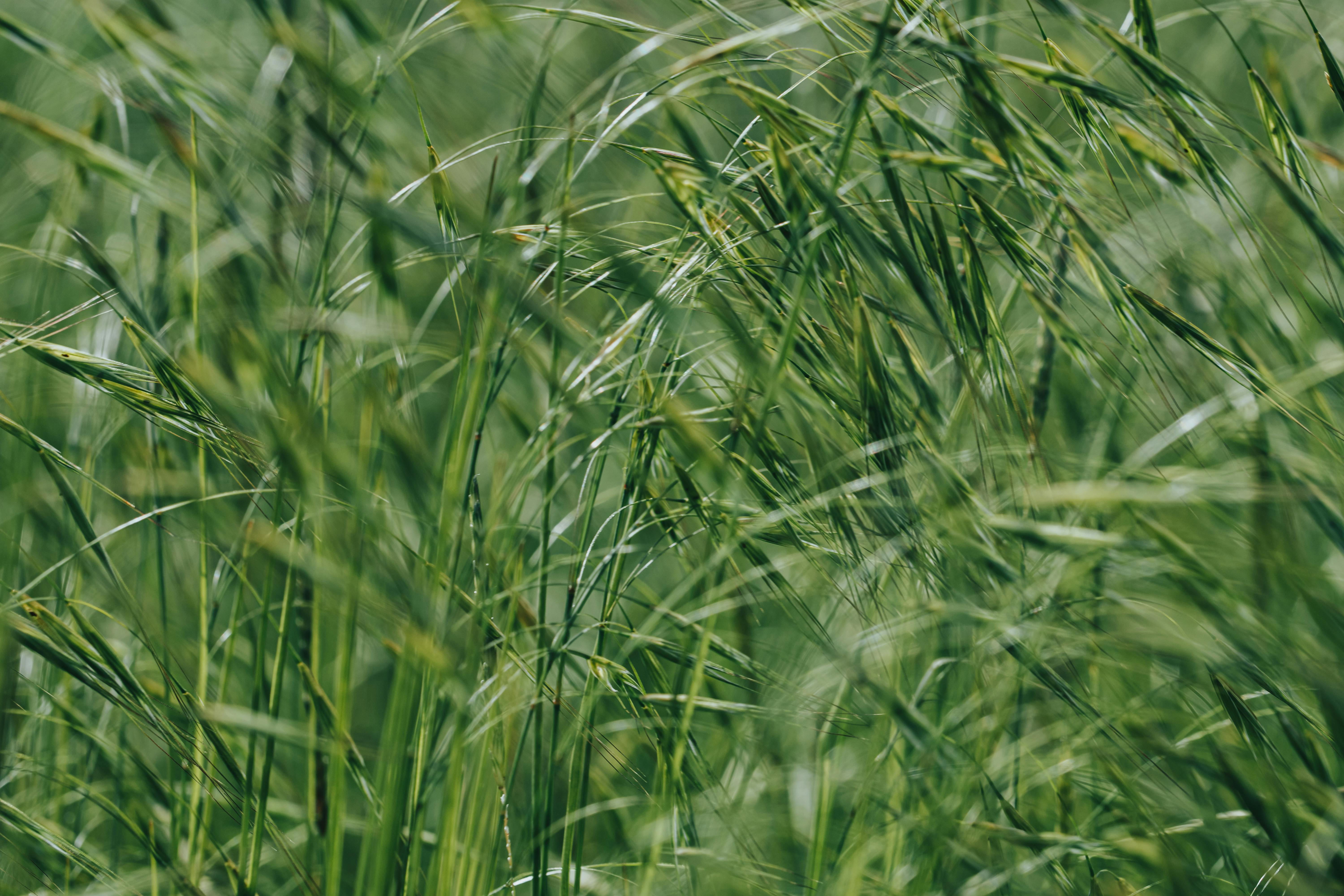 Macro Photography of Green Grass · Free Stock Photo
