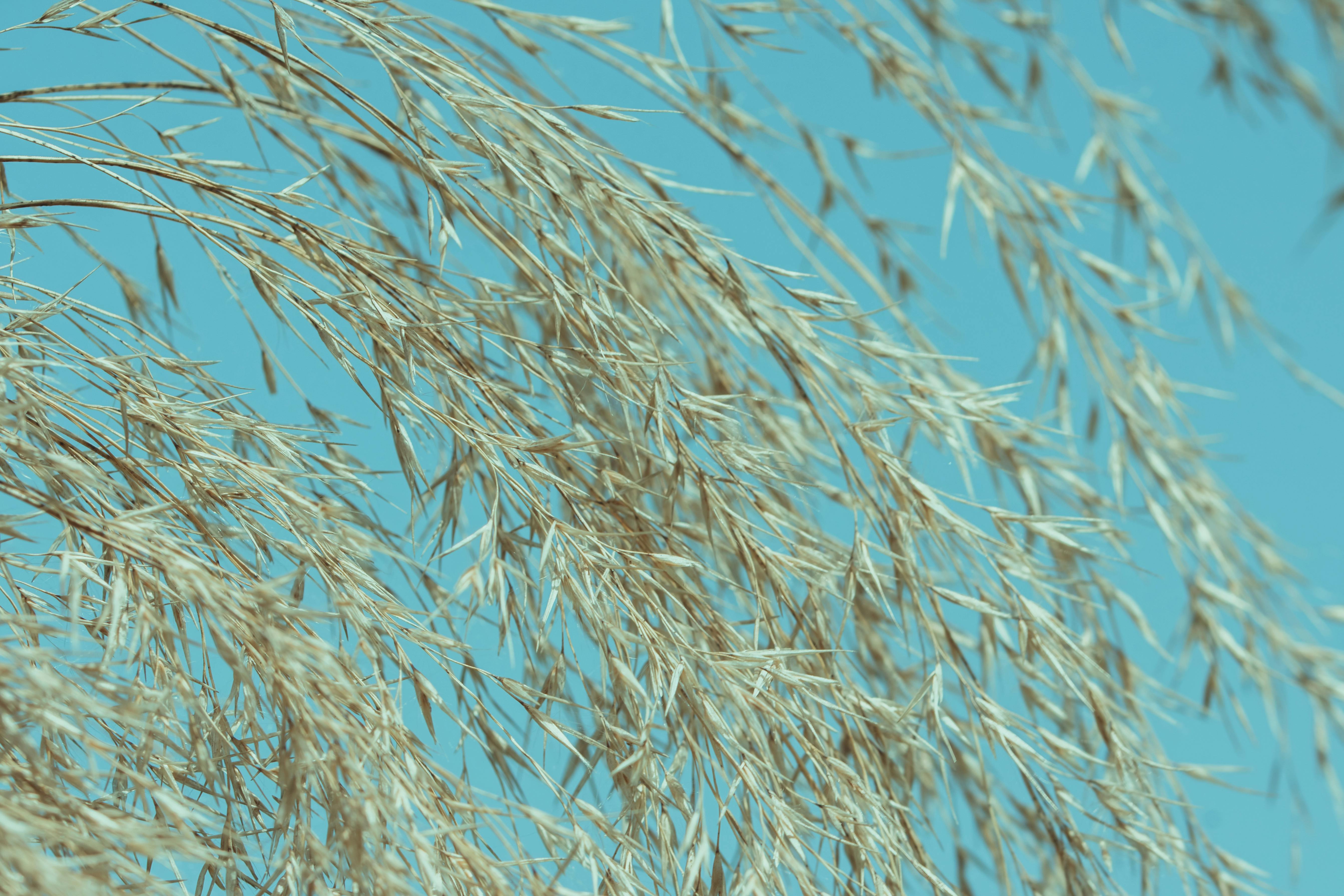 Common Wildgrass Photos, Download Free Common Wildgrass Stock Photos ...