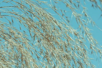 Wildgrass Photos, Download The BEST Free Wildgrass Stock Photos & HD Images