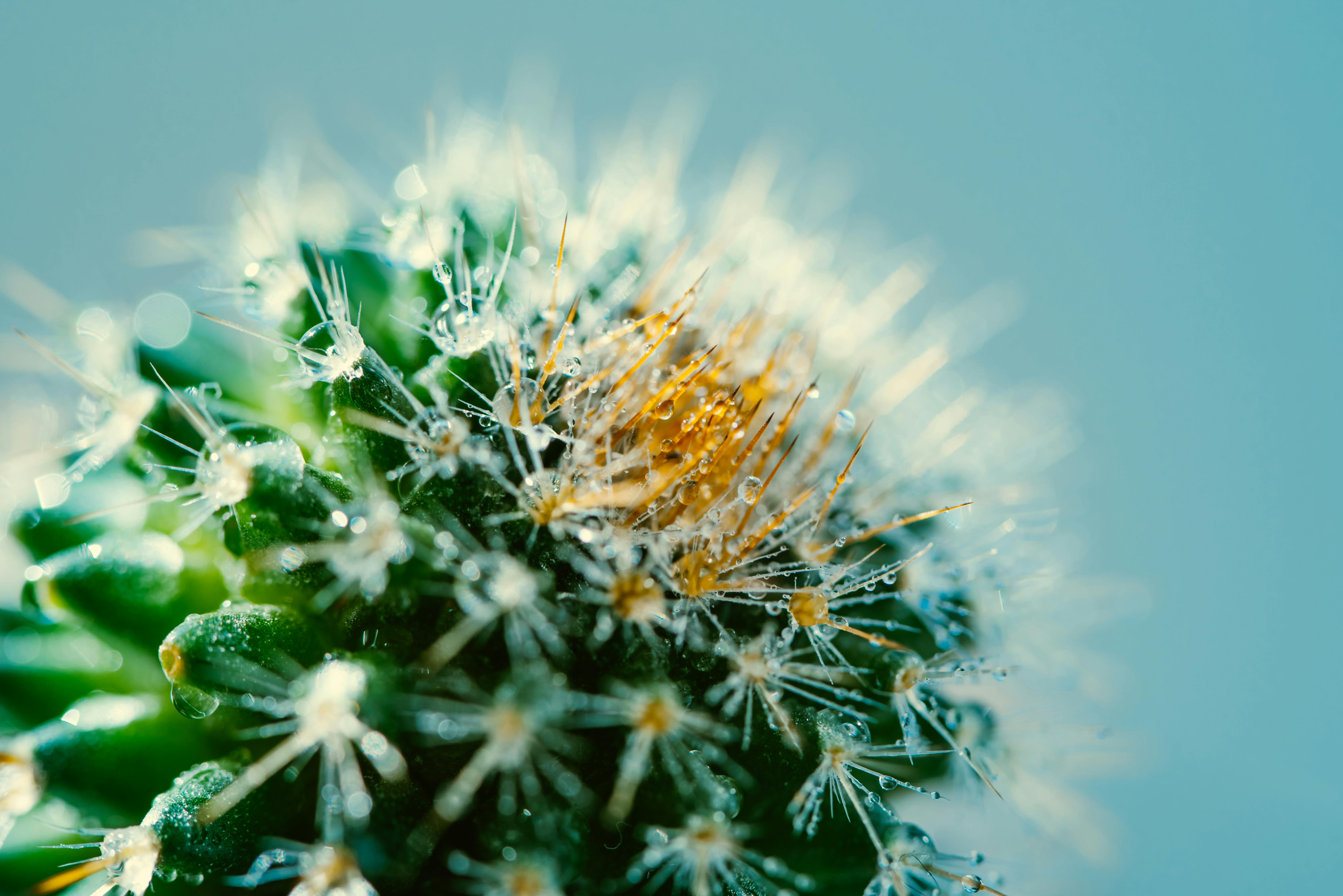 Green Cactus Plant · Free Stock Photo