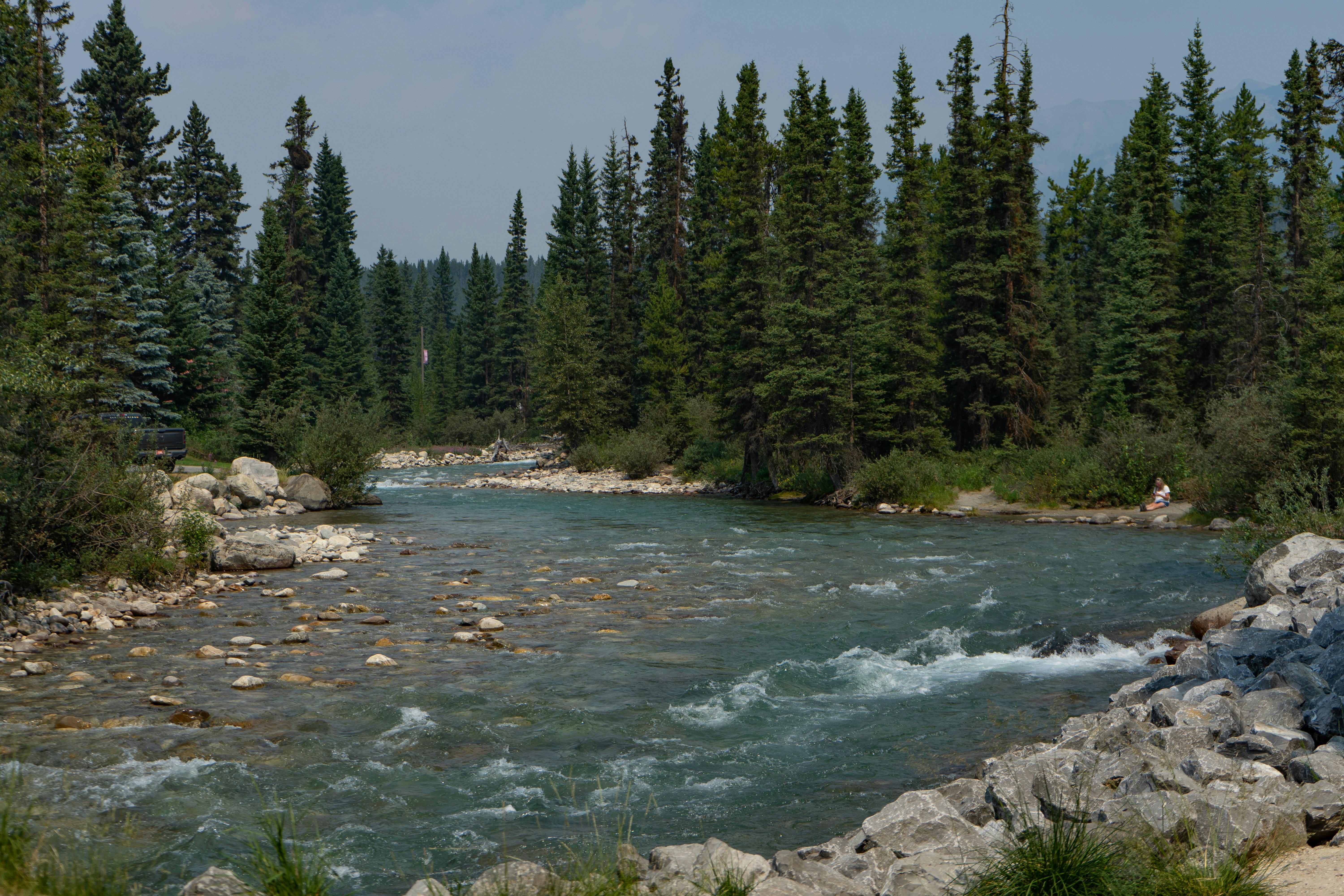 A River in a Forest · Free Stock Photo