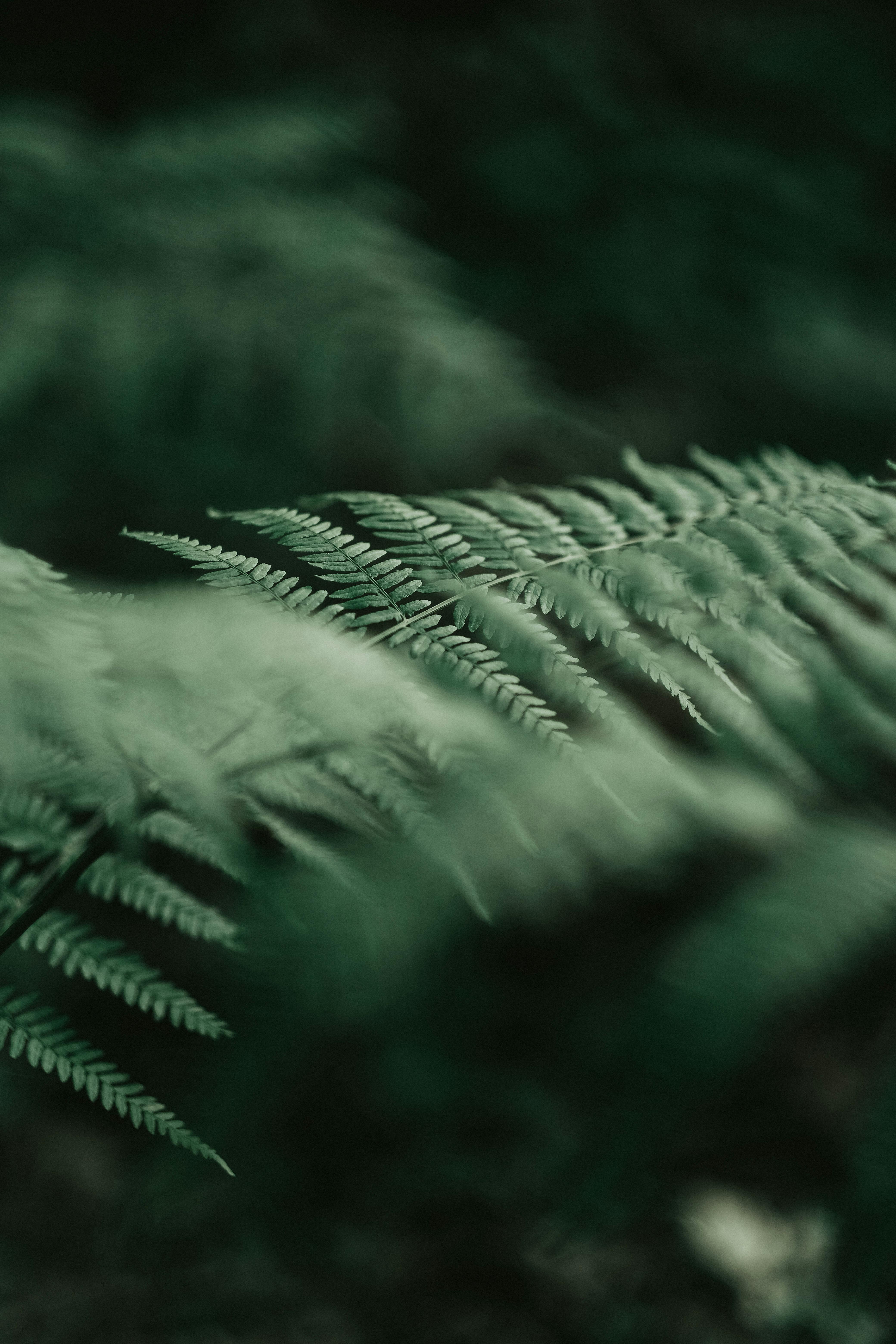 Photo of Fern Plants in Dark Background · Free Stock Photo