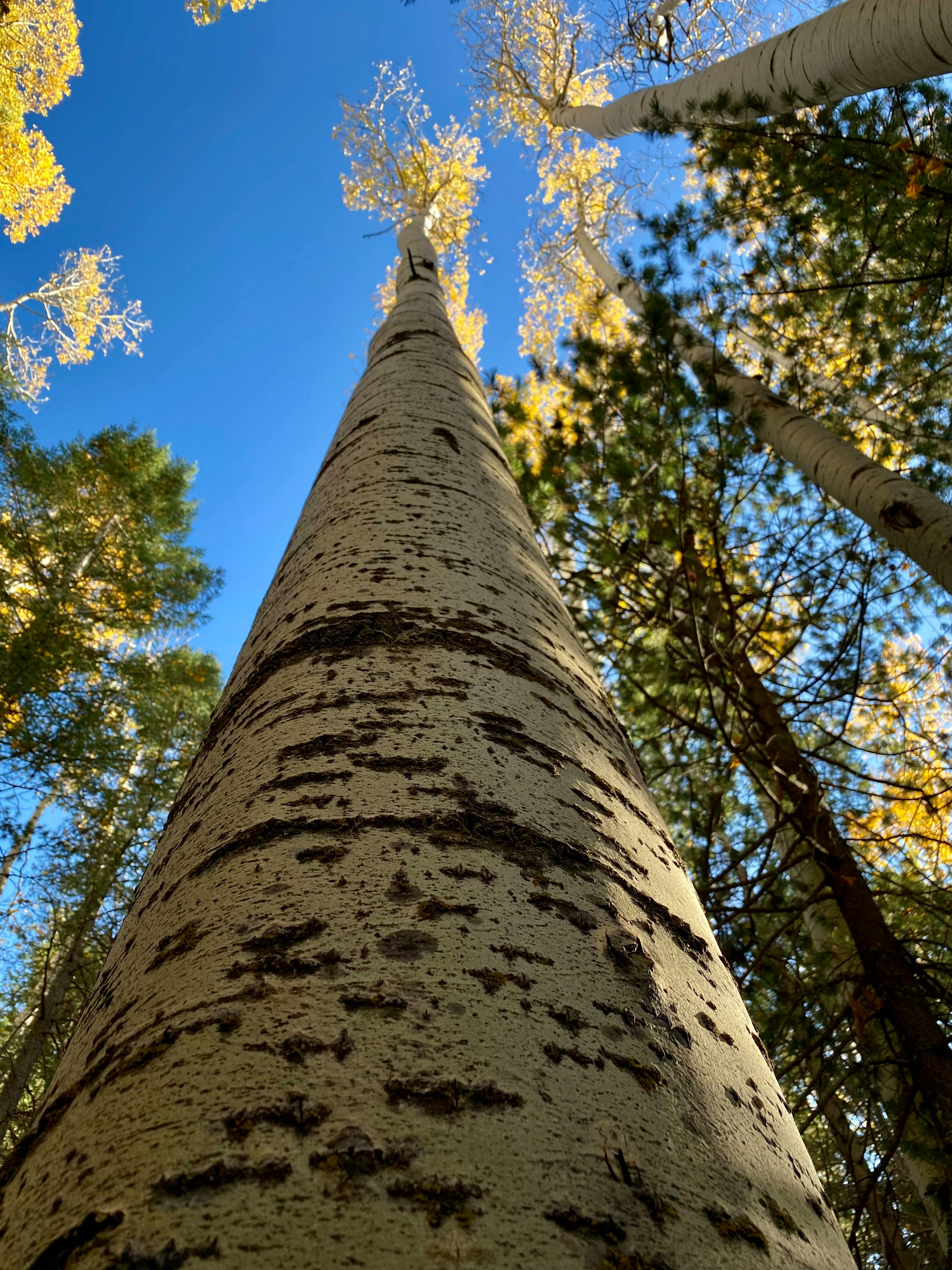 Low Angle View of Bare Tree Against Sky · Free Stock Photo