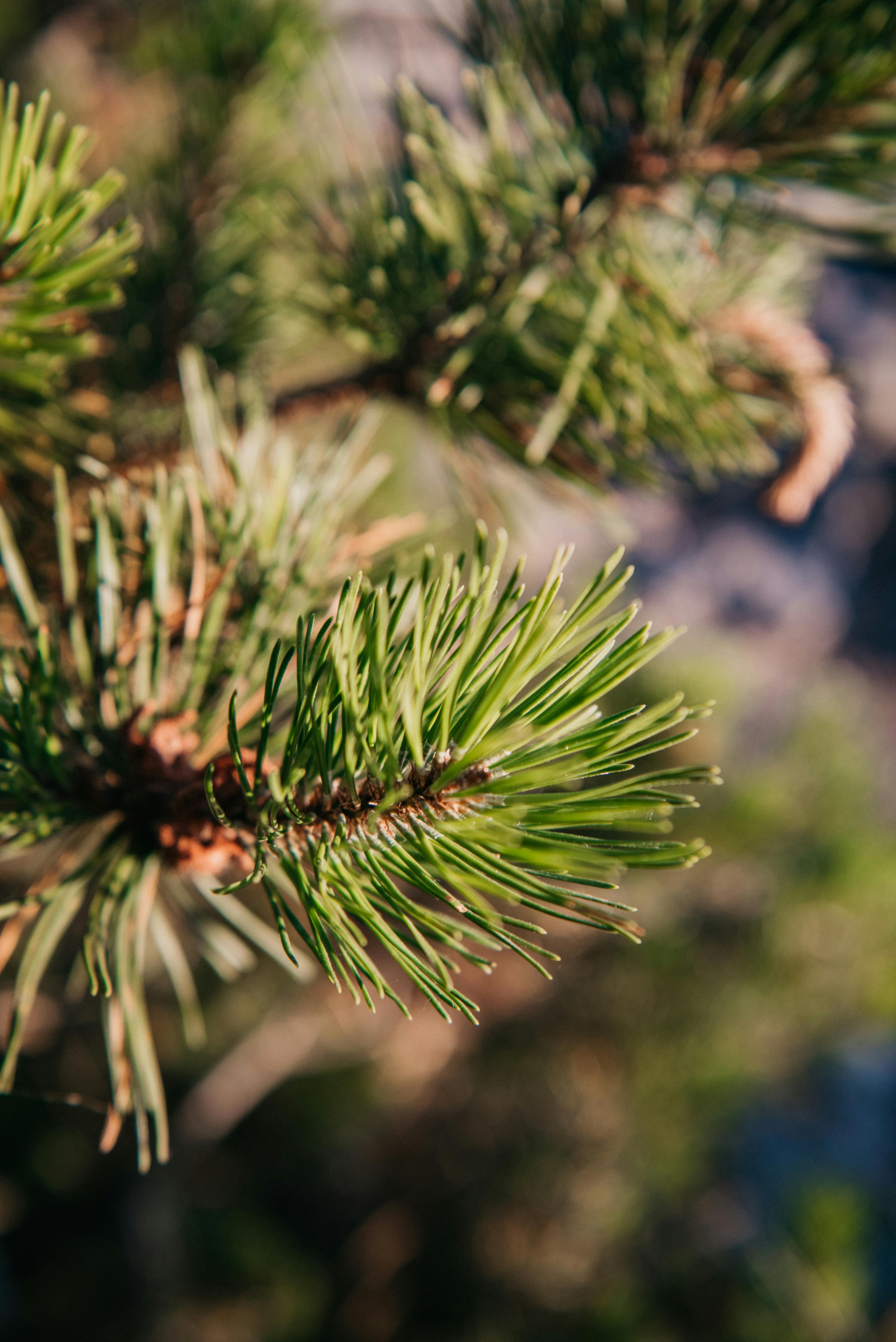 Close-Up of Pine Leaves · Free Stock Photo