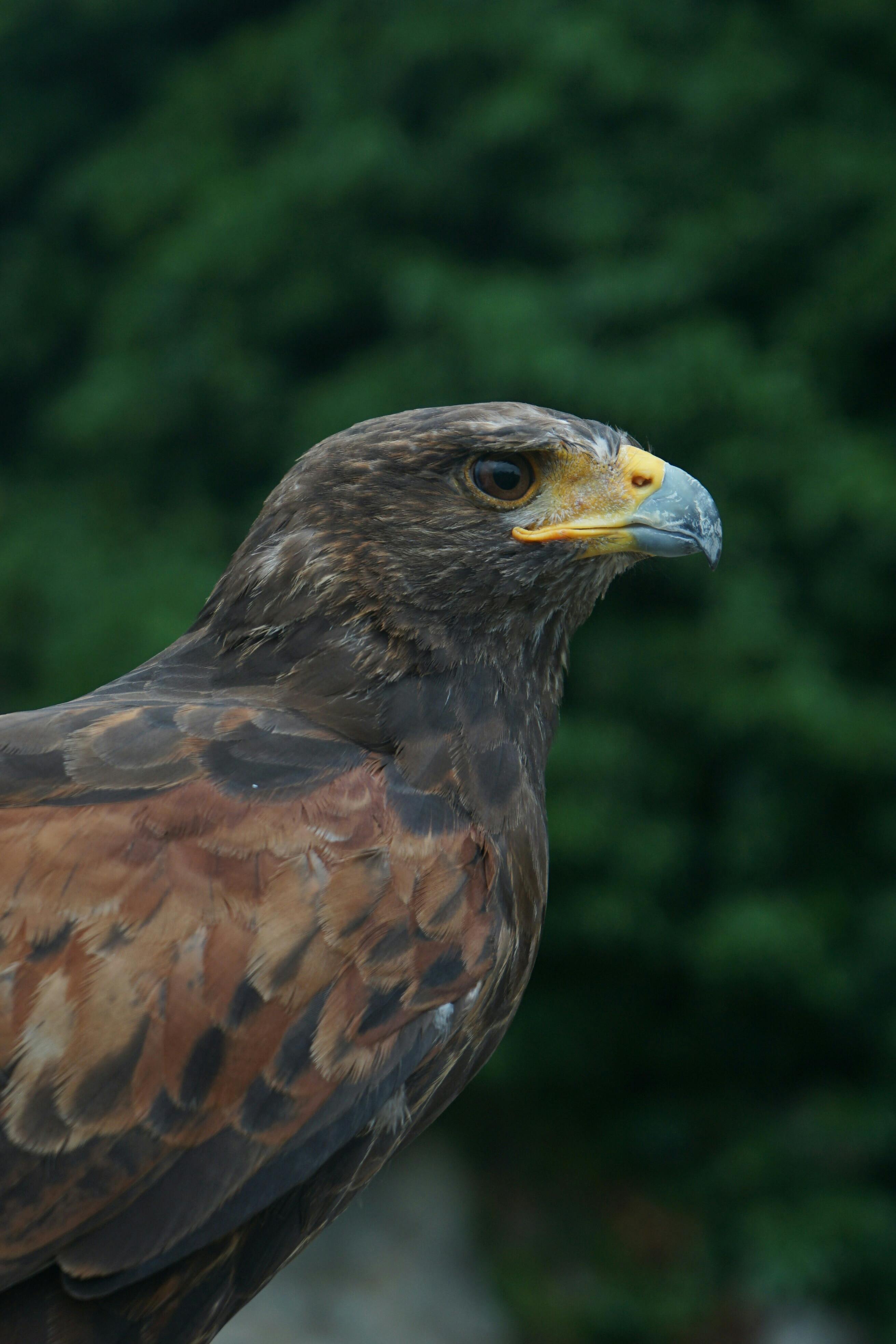Hawk in Close Up Photography · Free Stock Photo