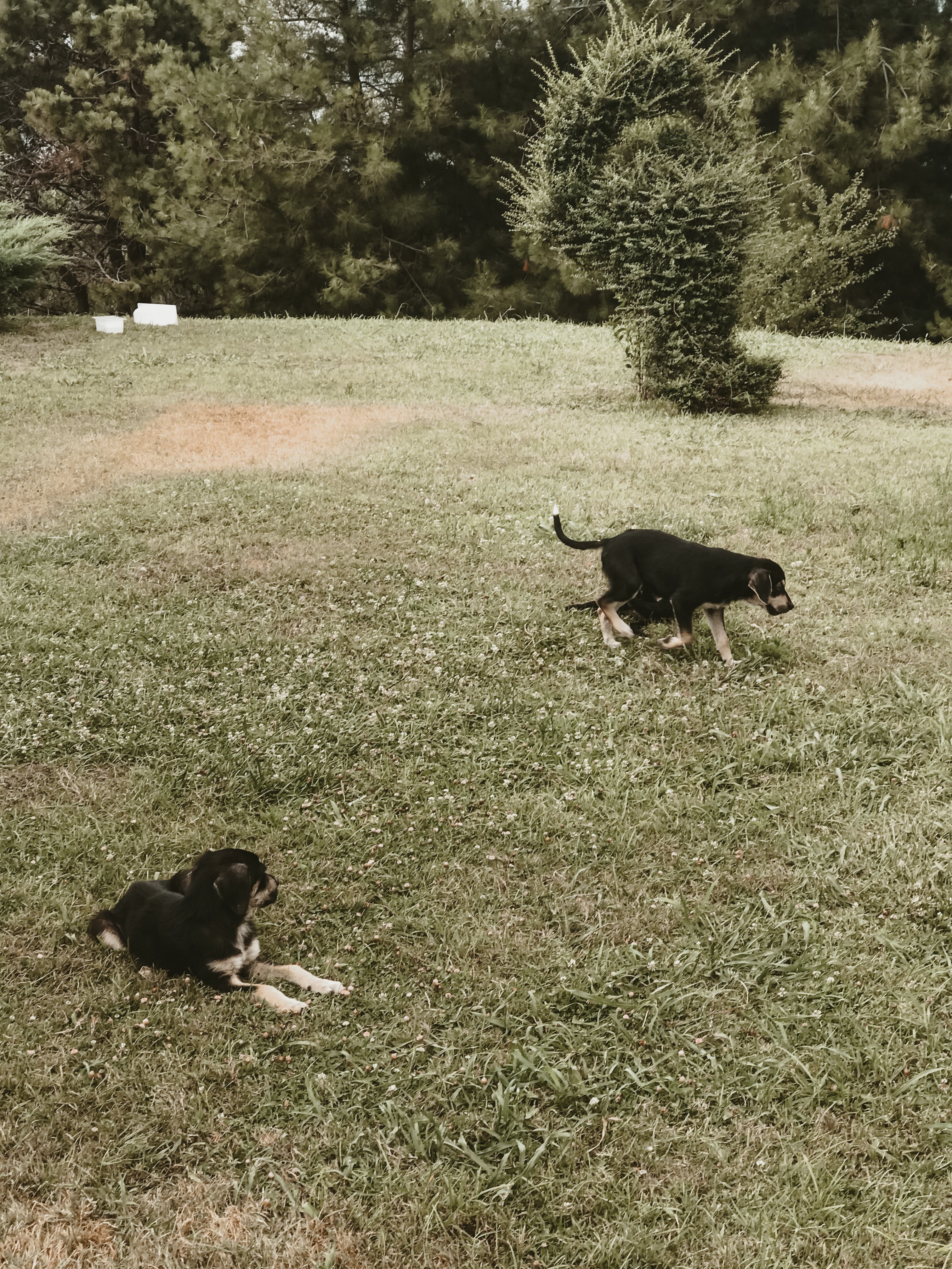 Non Pedigree Dogs Photos, Download The BEST Free Non Pedigree Dogs ...