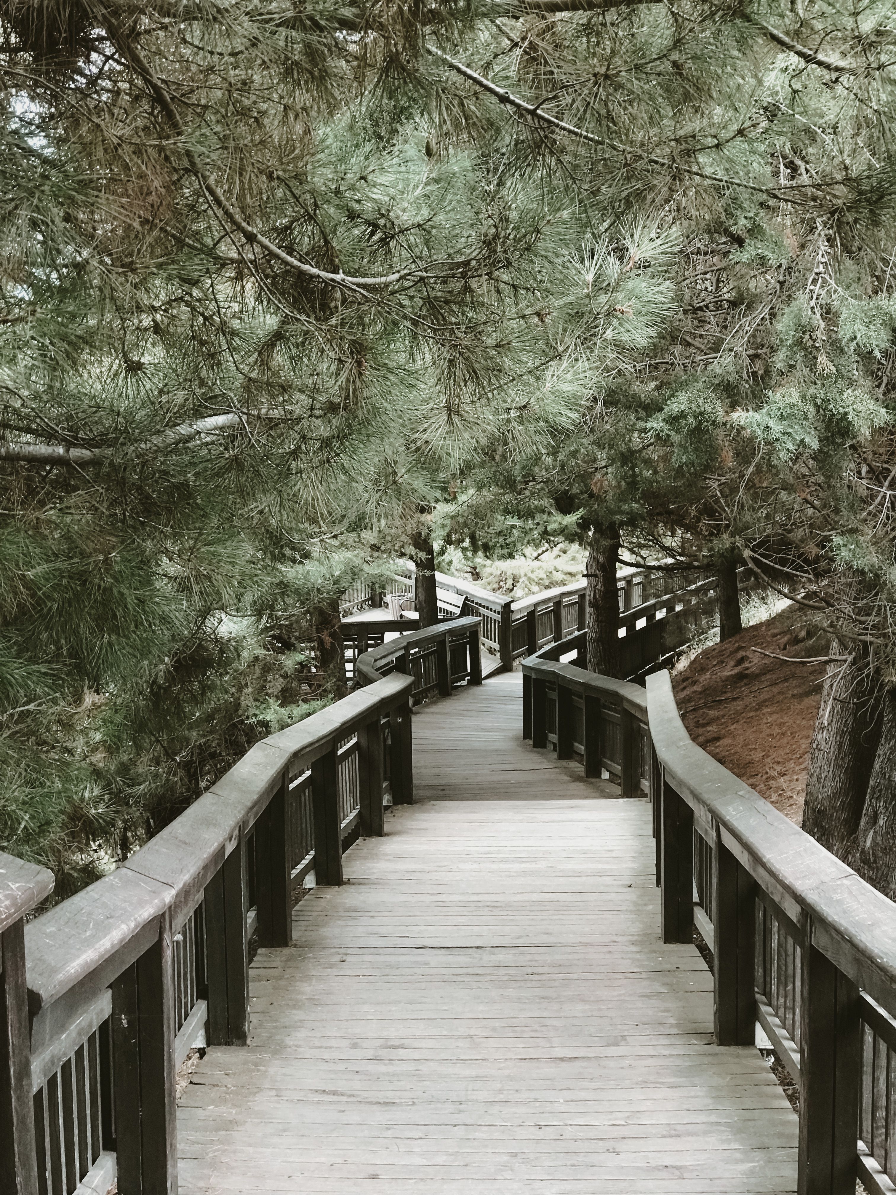 Wooden Bridge Between Pine Trees · Free Stock Photo