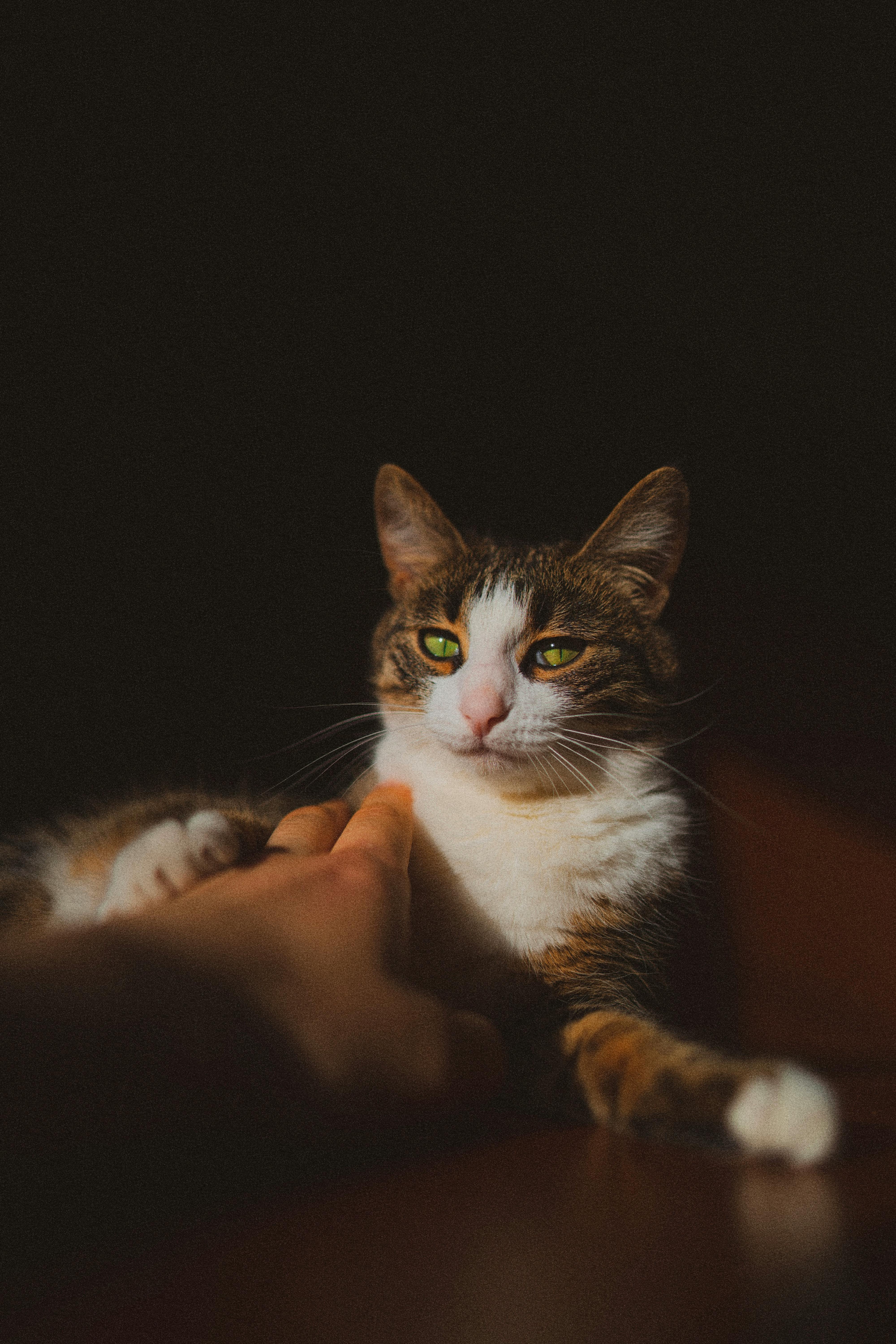 A Person Touching a Cat · Free Stock Photo