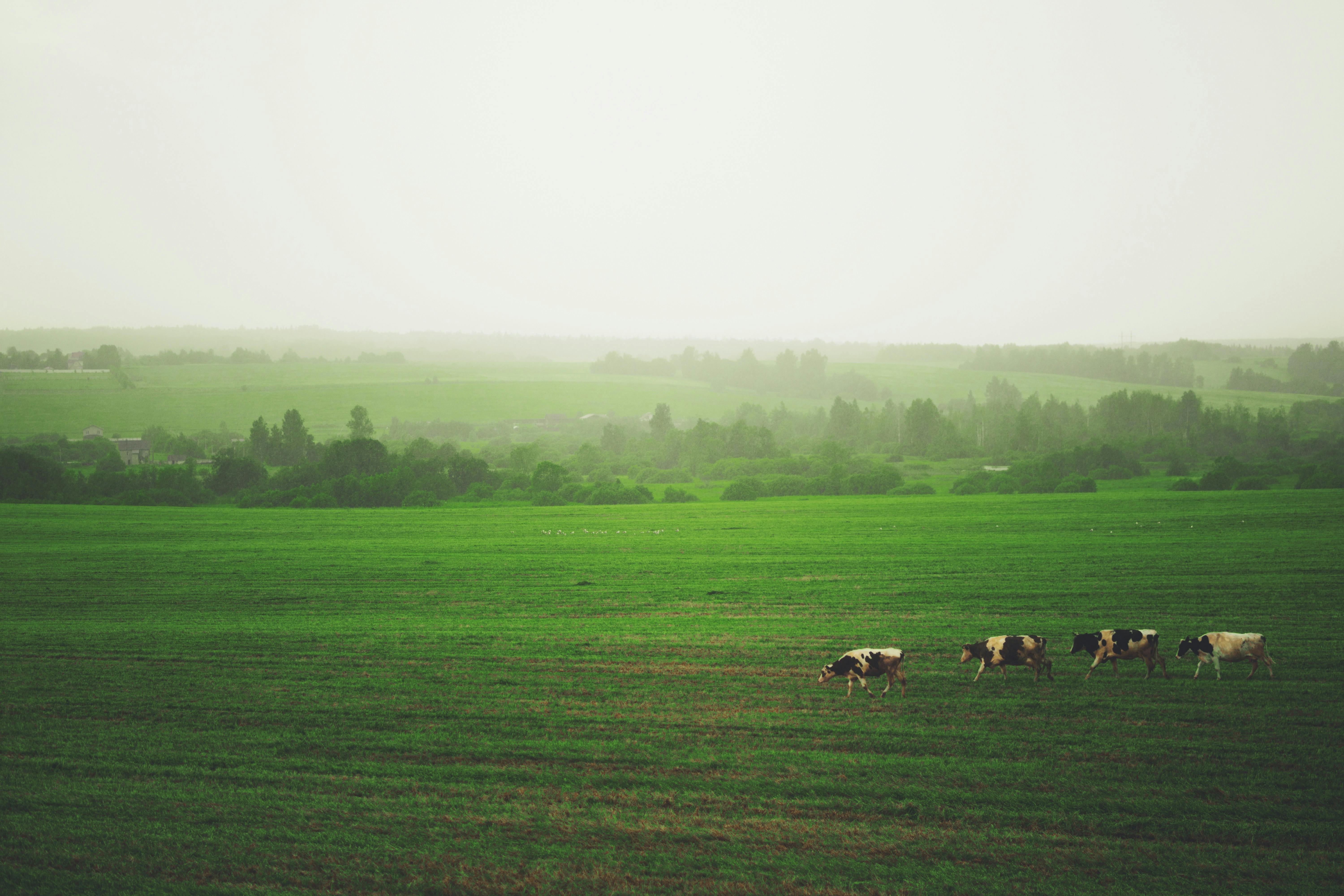 A Highland Cow in a Field · Free Stock Photo