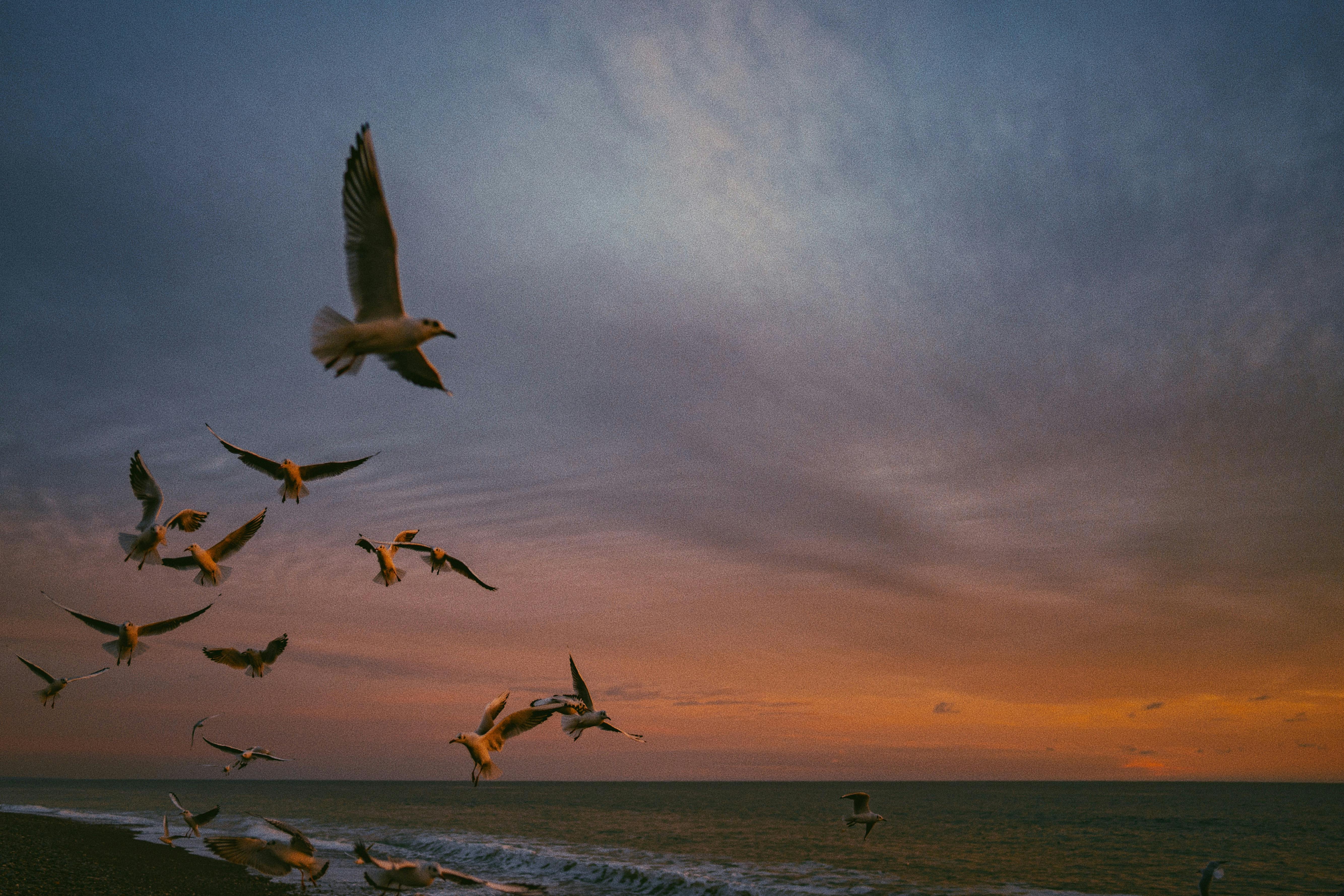 Seagulls Flying at the Beach · Free Stock Photo