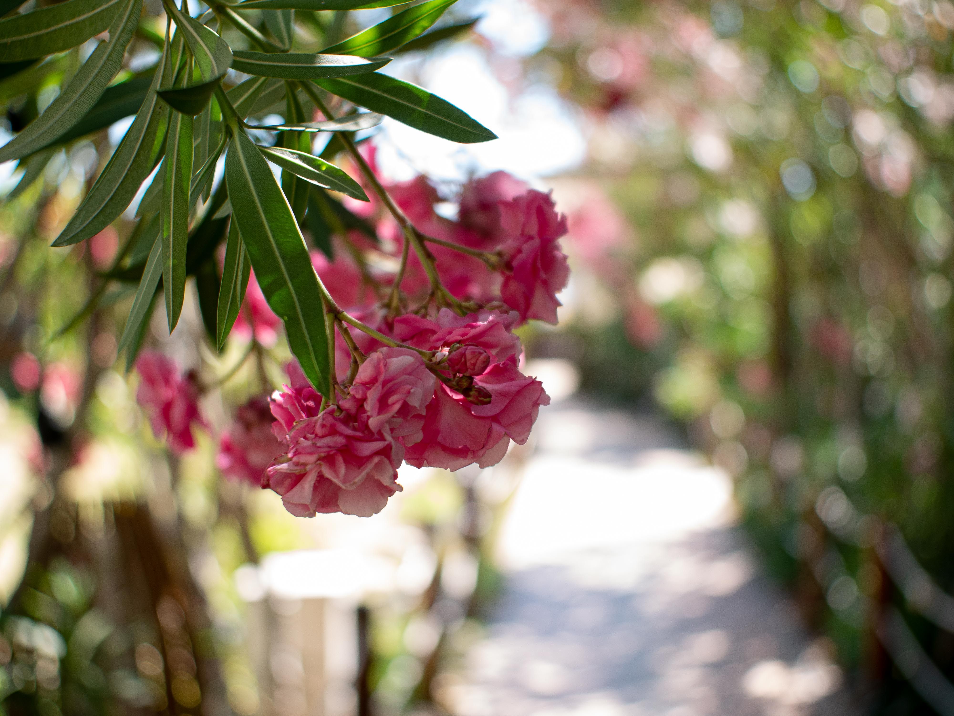 A Cluster of Pink Flowers Hanging on the Stems · Free Stock Photo