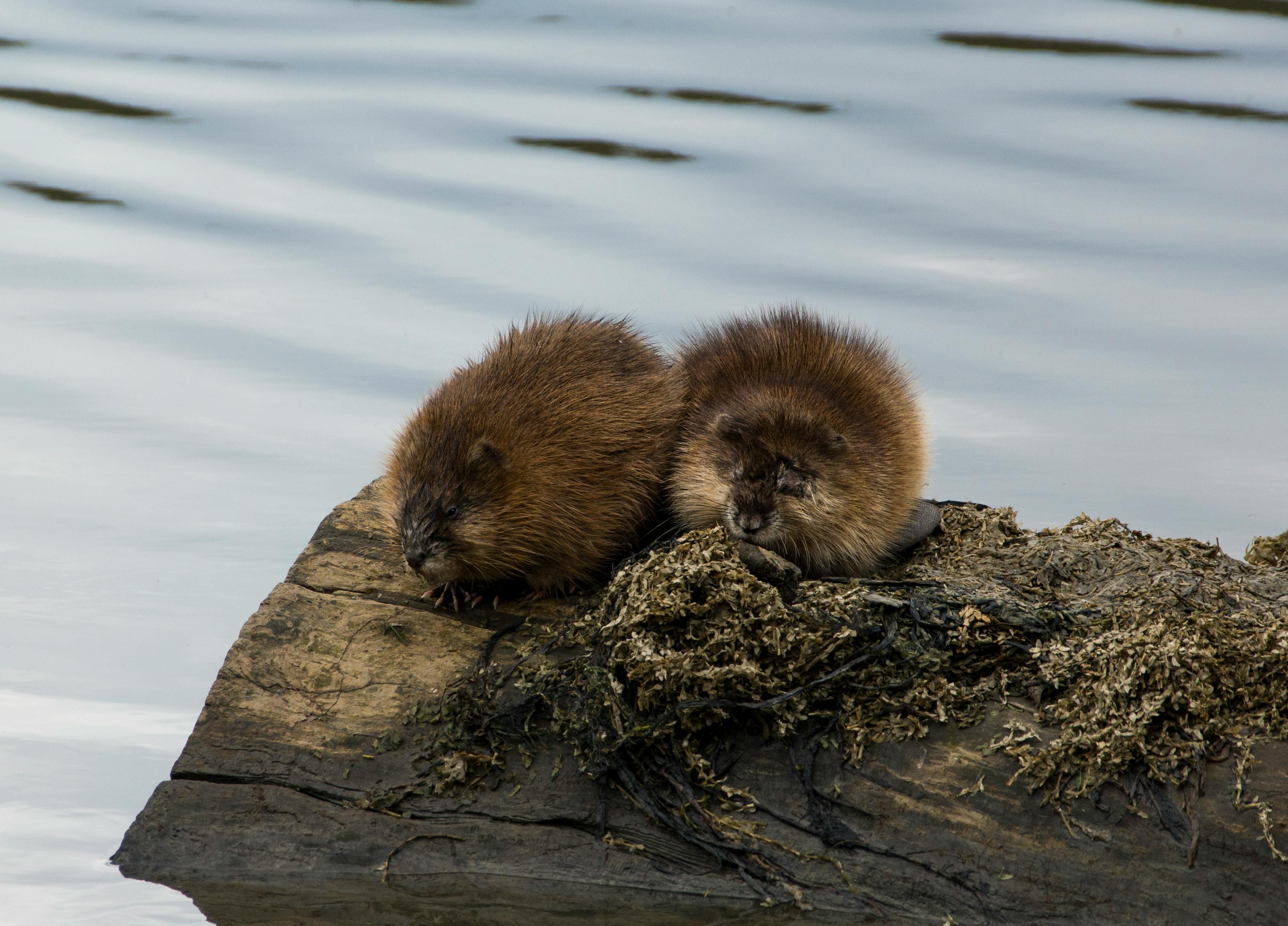 Muskrats Photos, Download The BEST Free Muskrats Stock Photos & HD Images