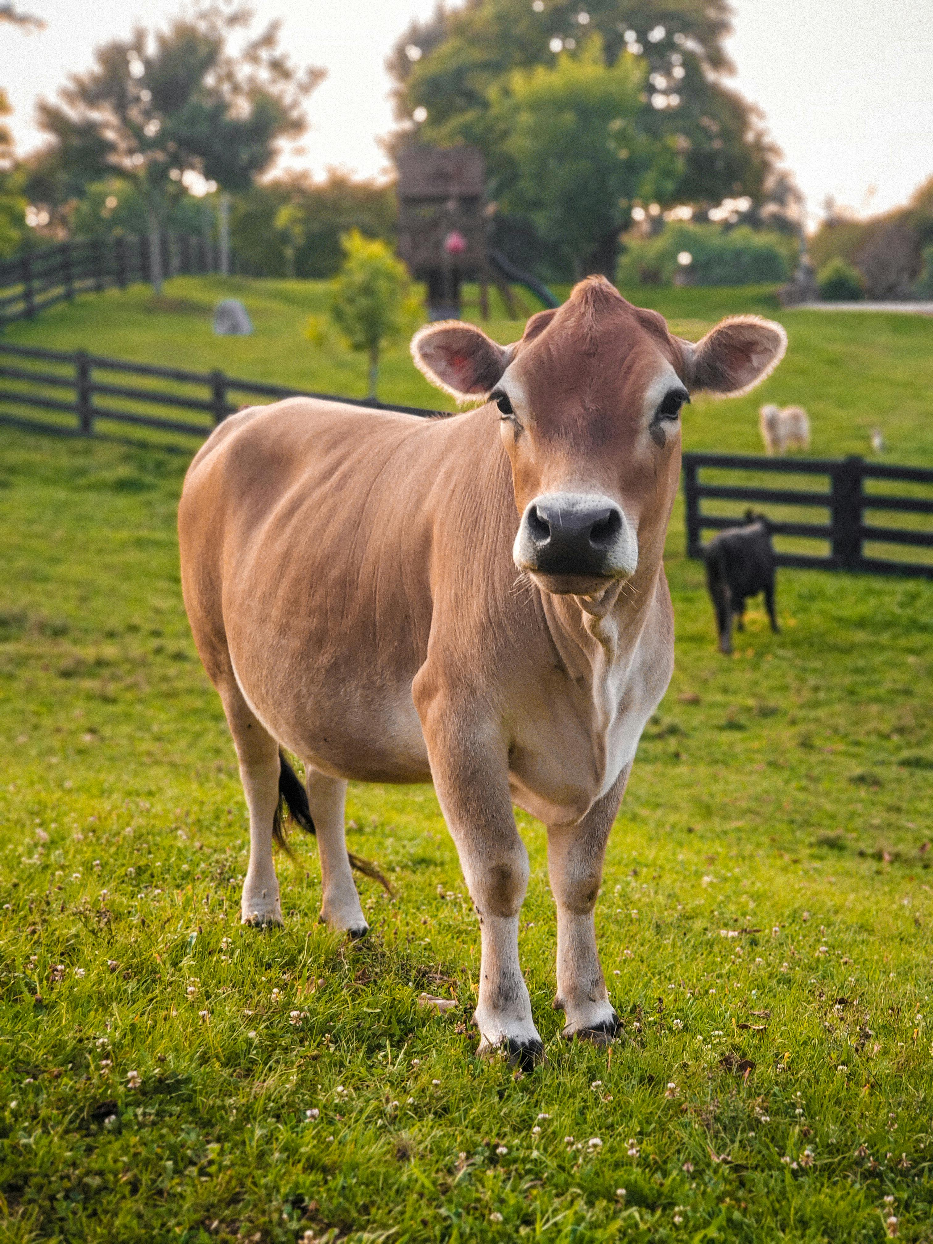 Cow's on Grass Field Under White Sky · Free Stock Photo