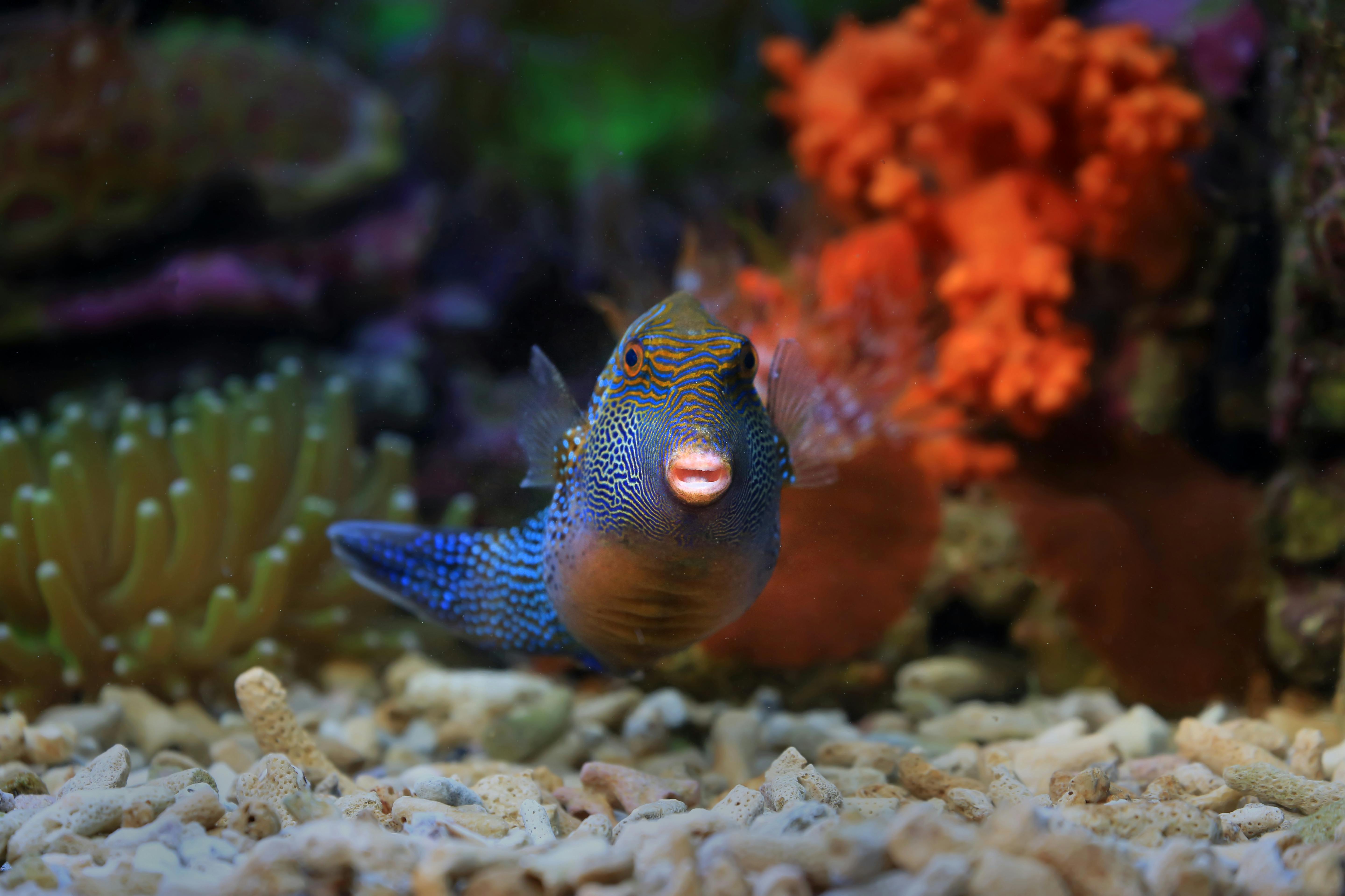 A Blue and Orange Fish in Water Near Coral · Free Stock Photo