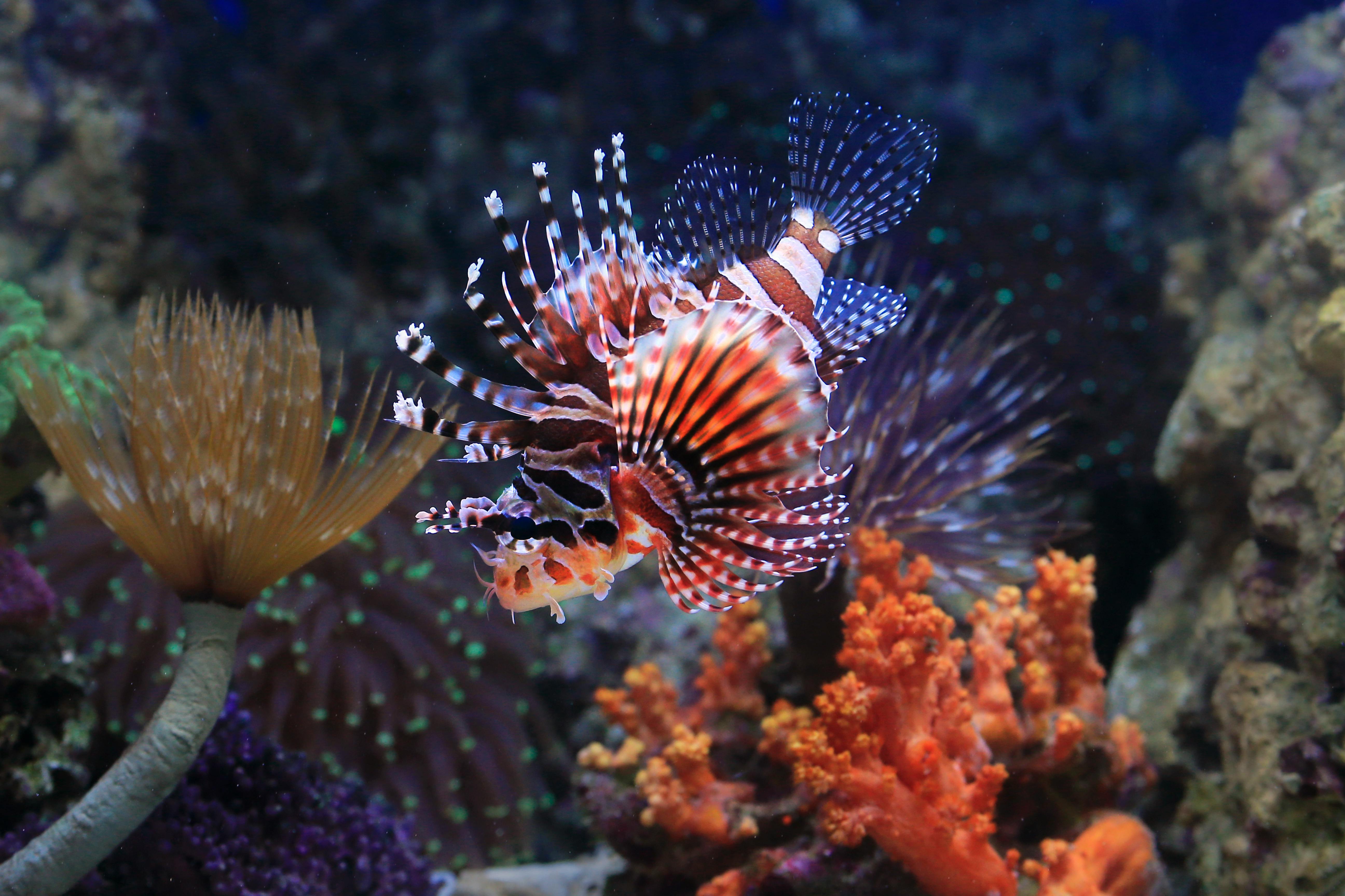A Close-Up Shot of a Lionfish Underwater · Free Stock Photo
