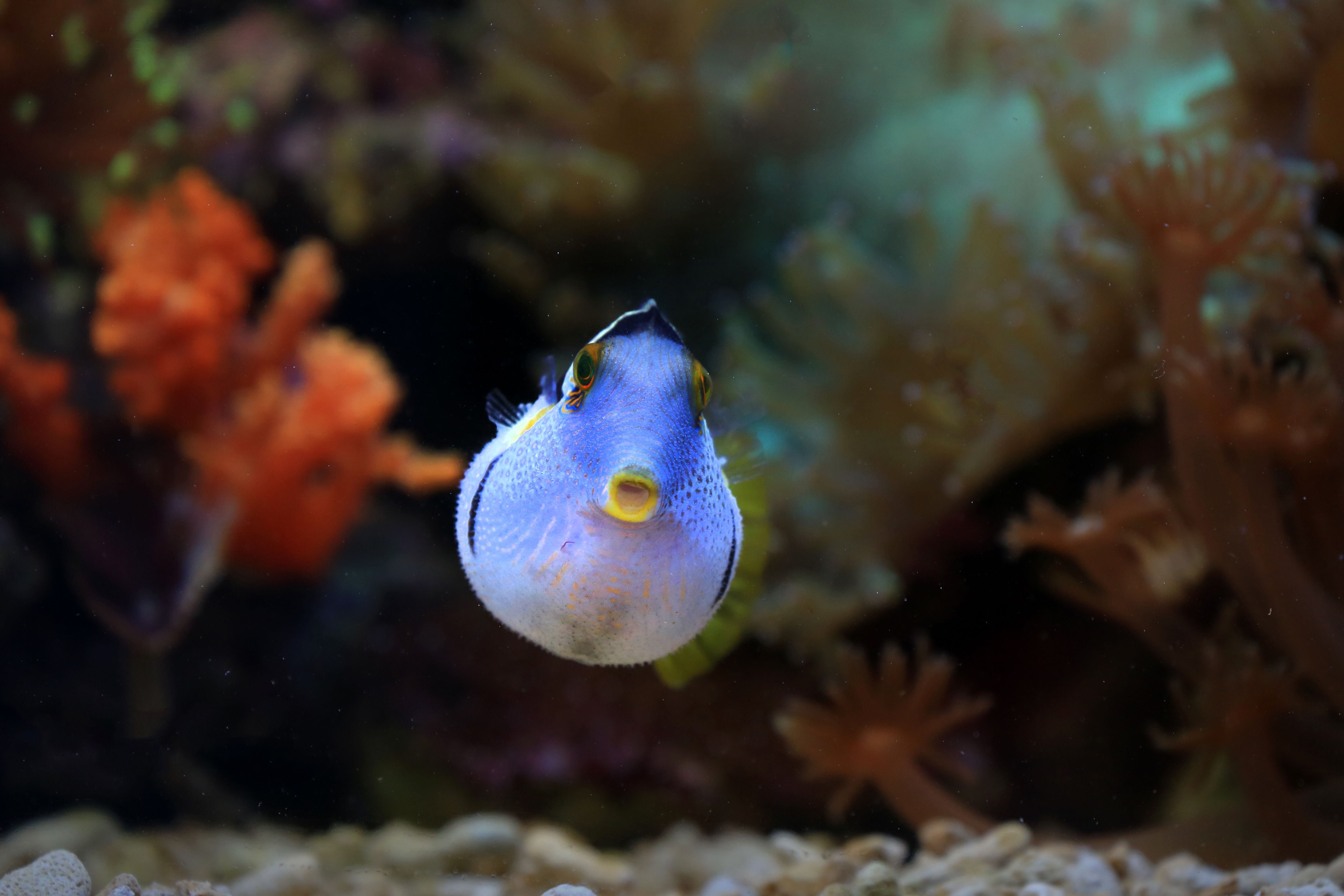 Blue Jellyfish · Free Stock Photo